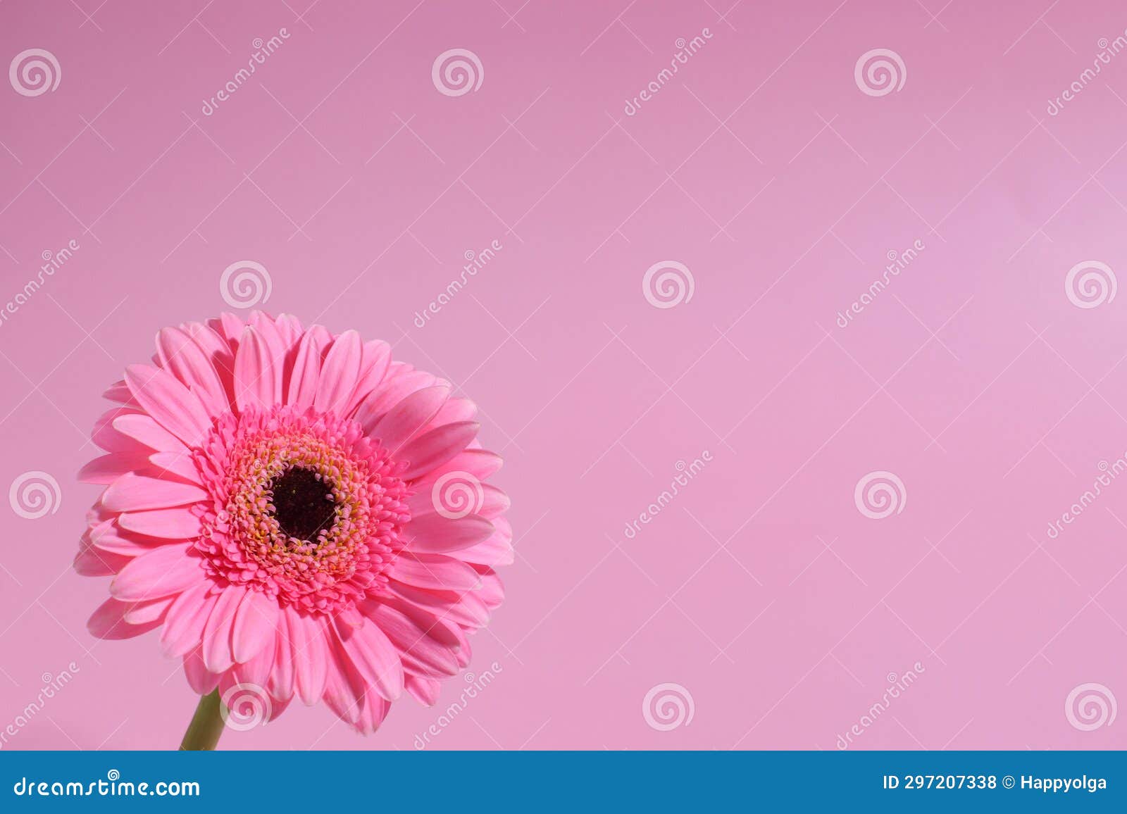 Pink Gerbera Flower Background, Floral Blossom Backdrop Stock Photo ...