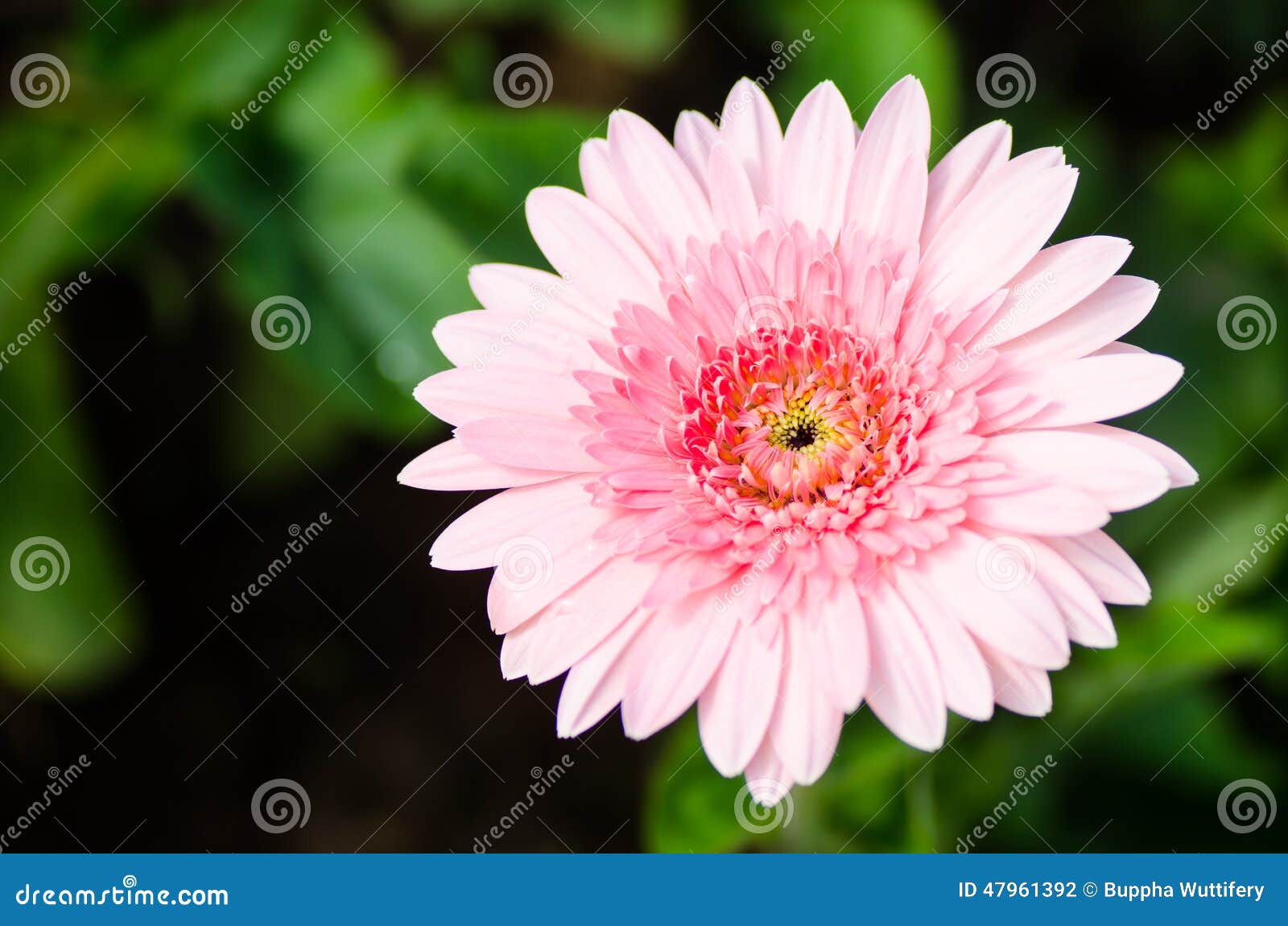 Pink Gerbera flower stock photo. Image of blooming, gerbera - 47961392