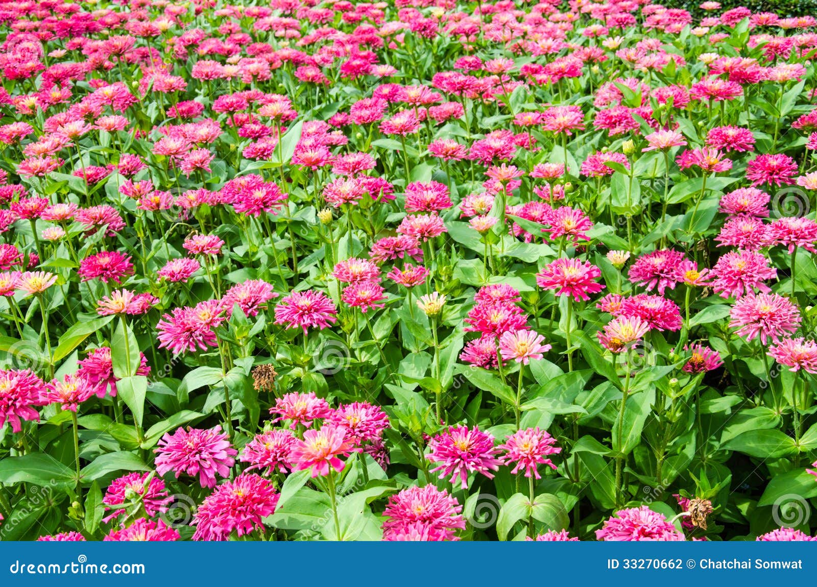 Pink Gerbera flower. stock photo. Image of flora, agriculture - 33270662