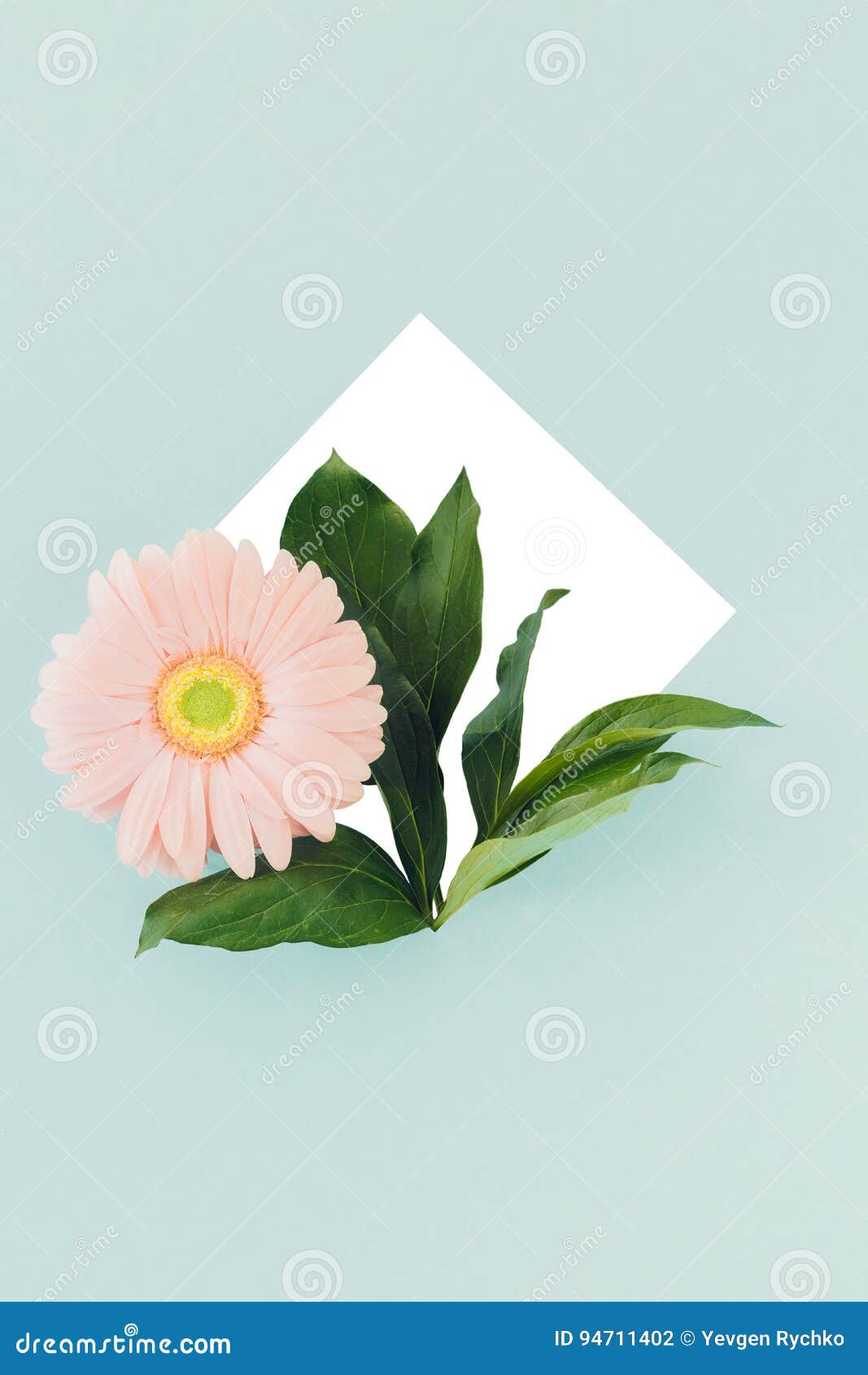 Pink Gerbera Flower in Frame on Blue Background Stock Photo - Image of ...