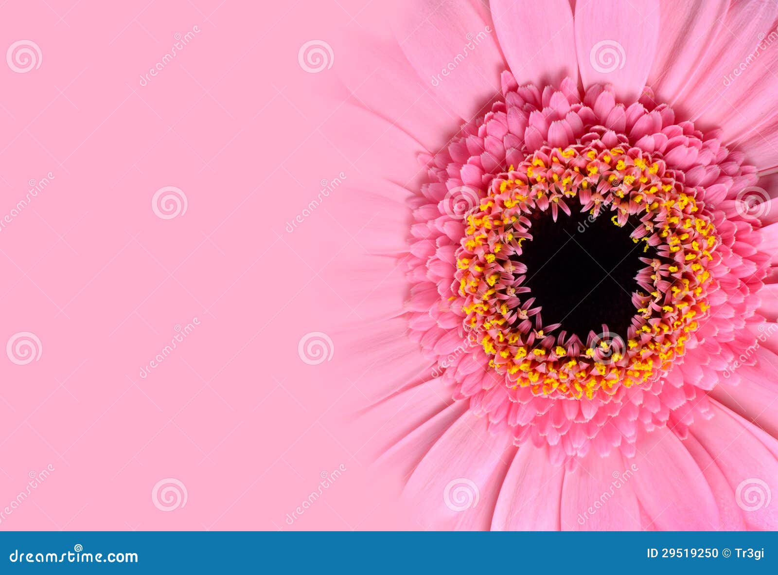 Pink Gerbera Flower with Gradient Stock Photo - Image of daisy, blossom ...