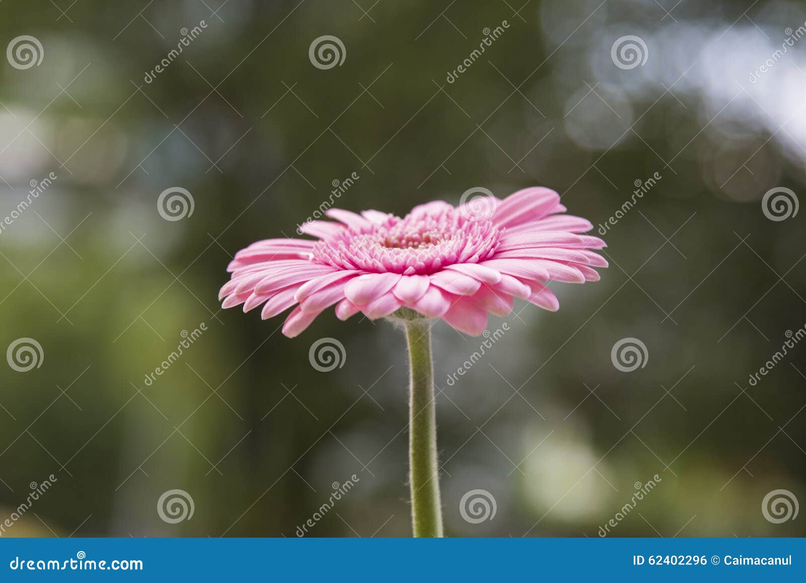 Pink Gerbera Flower from the Side Stock Photo - Image of botanic, bloom ...