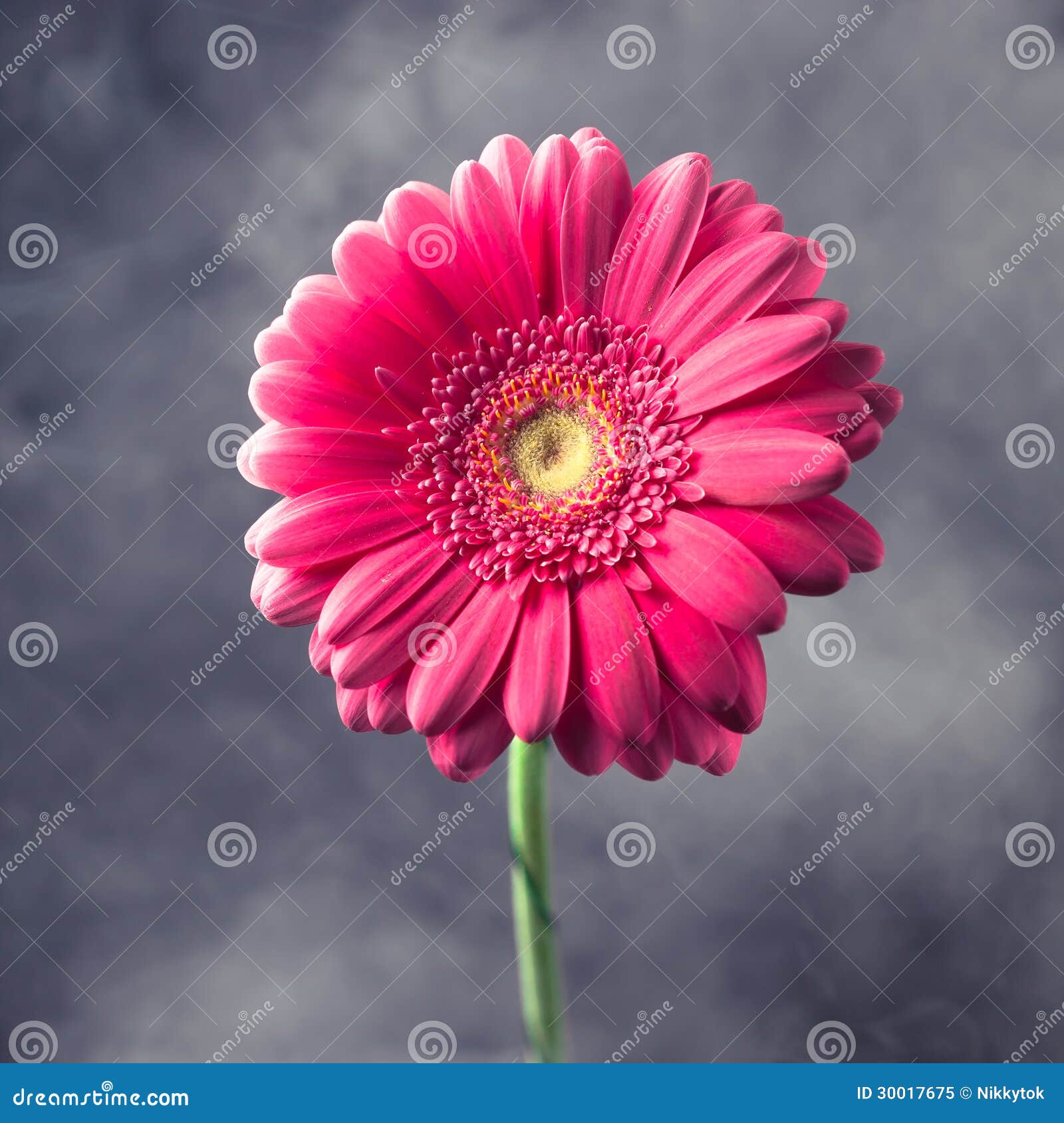 Flower in smoke stock image. Image of aesthetic, flower - 30017675