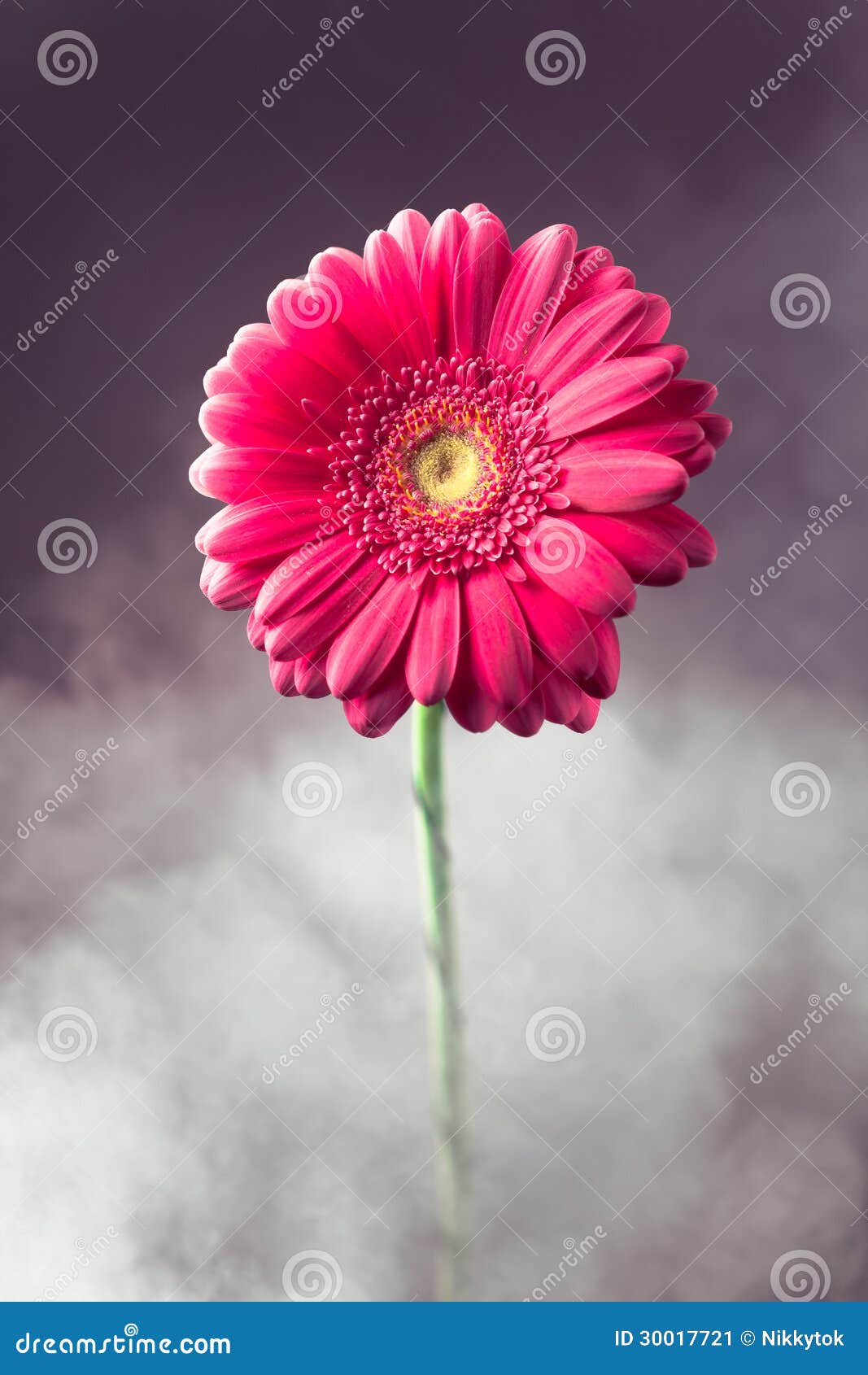 Flower in smoke stock image. Image of postcard, fresh - 30017721