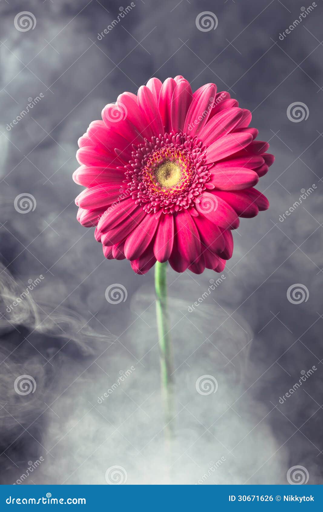 Pink Gerbera Flower in Smoke Stock Photo - Image of gentle, mist: 30671626