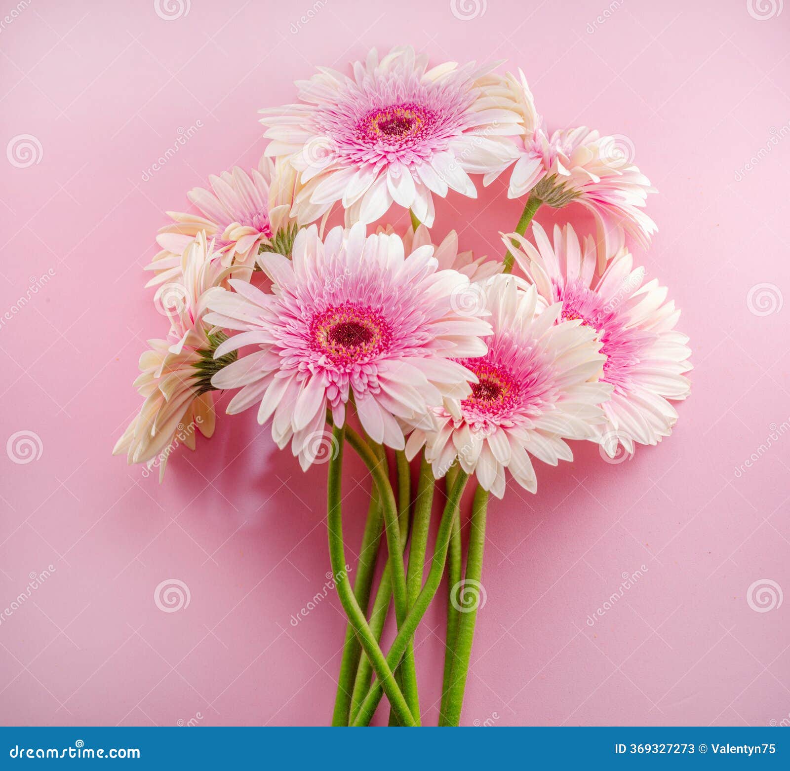 Pink Gerbera Flower In Bloom. Aster Flowers. Beautiful Purple Aster ...