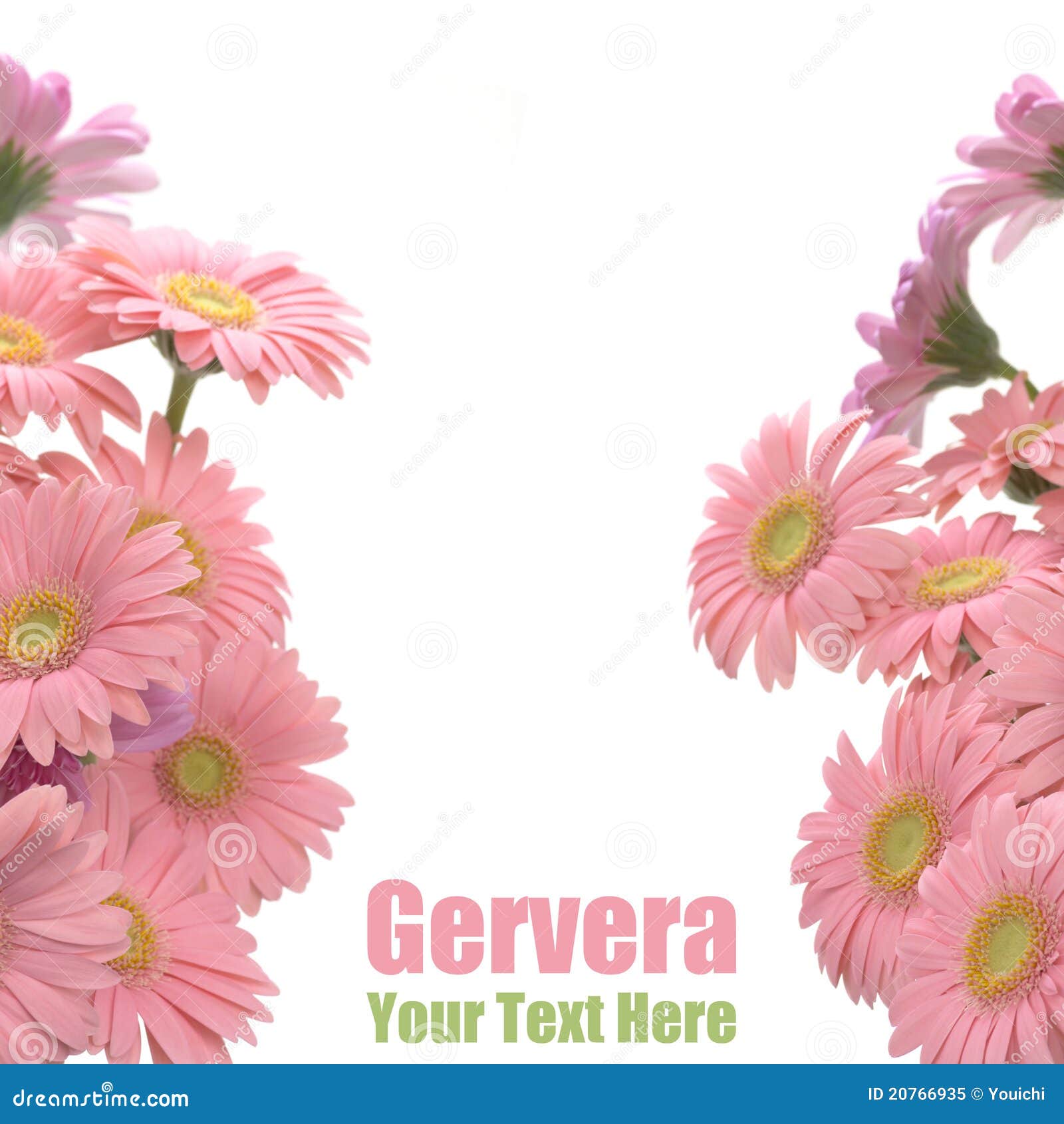 Pink gerbera frame stock image. Image of flower, bunch - 20766935