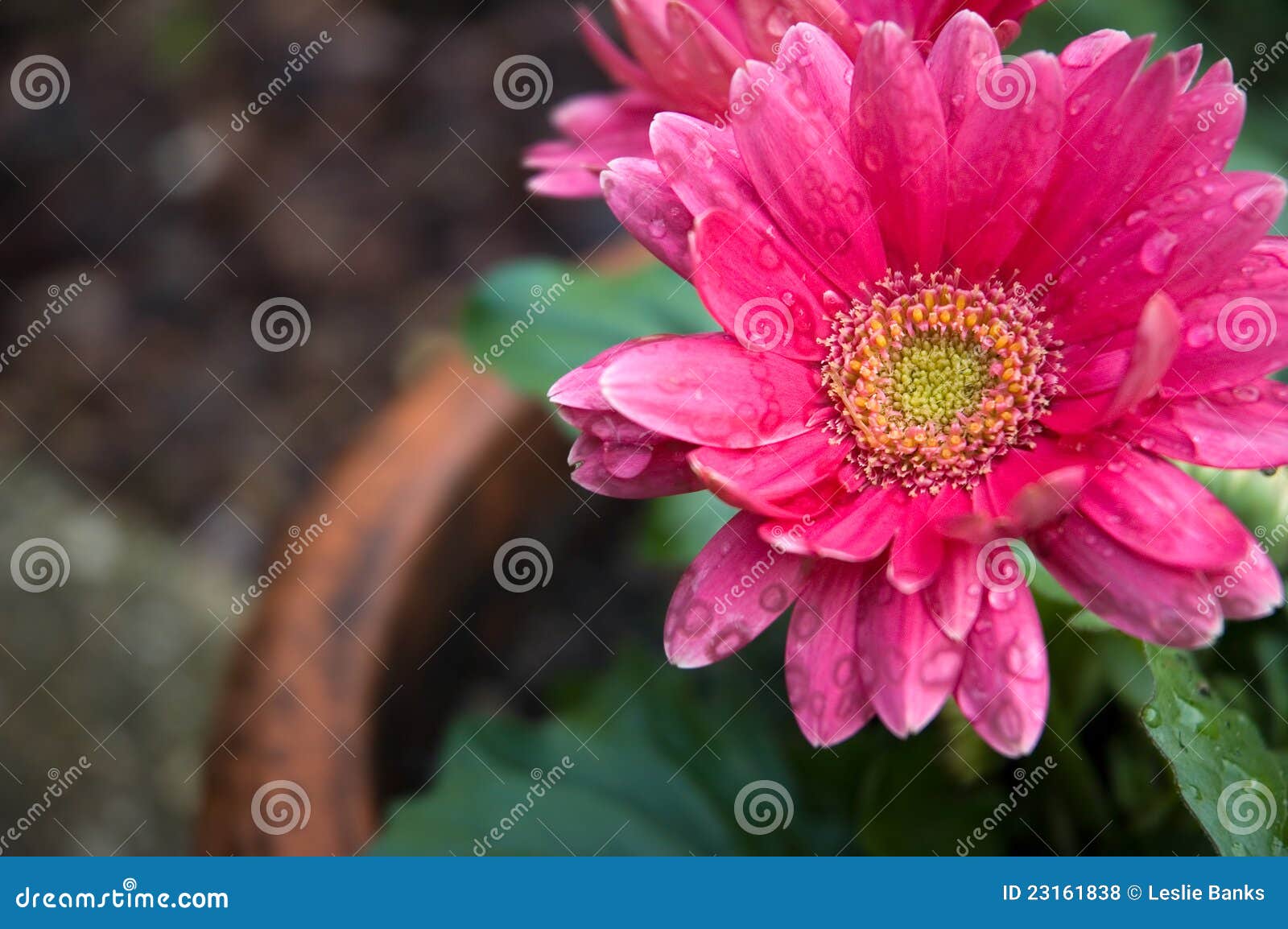 Pink gerbera in a garden stock photo. Image of copyspace - 23161838