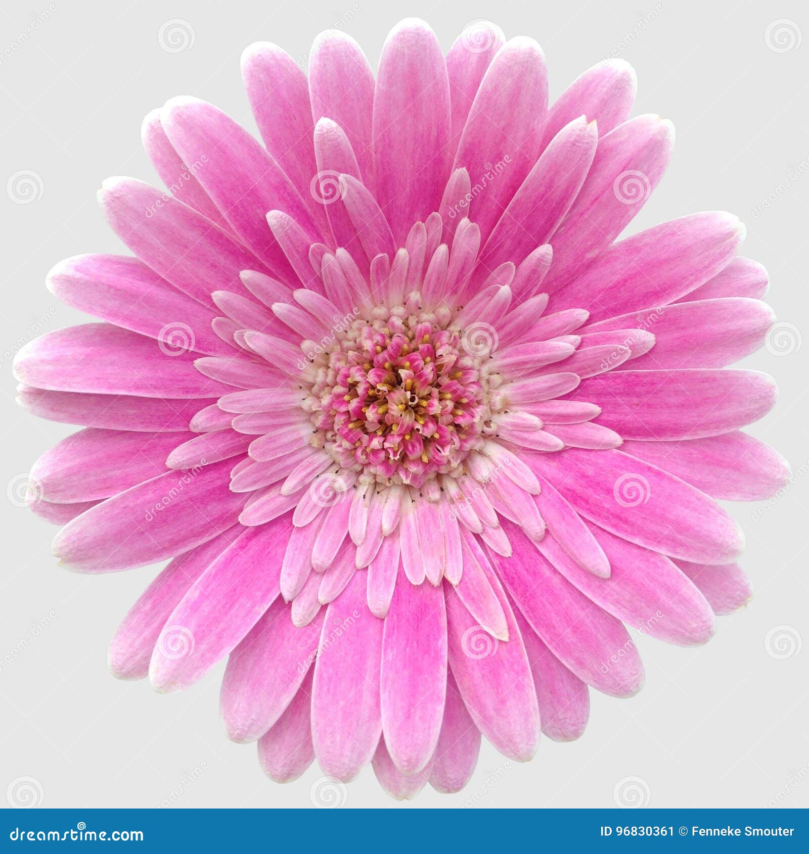 Pink Gerbera Germini Flower Closeup Stock Image - Image of background ...