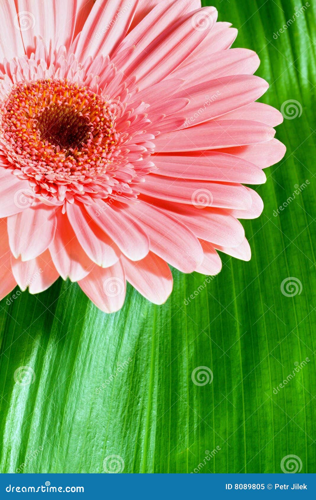 Pink gerbera on green leaf stock image. Image of fresh - 8089805