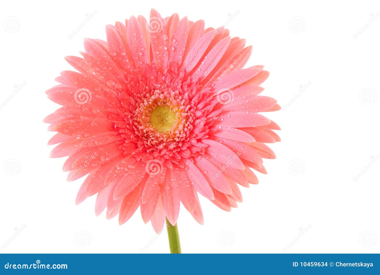 Pink gerbera isolated stock photo. Image of drops, botanical - 10459634