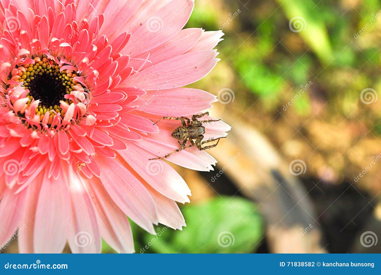 Pink Gerbera and Little Spider. Stock Photo - Image of botanical ...