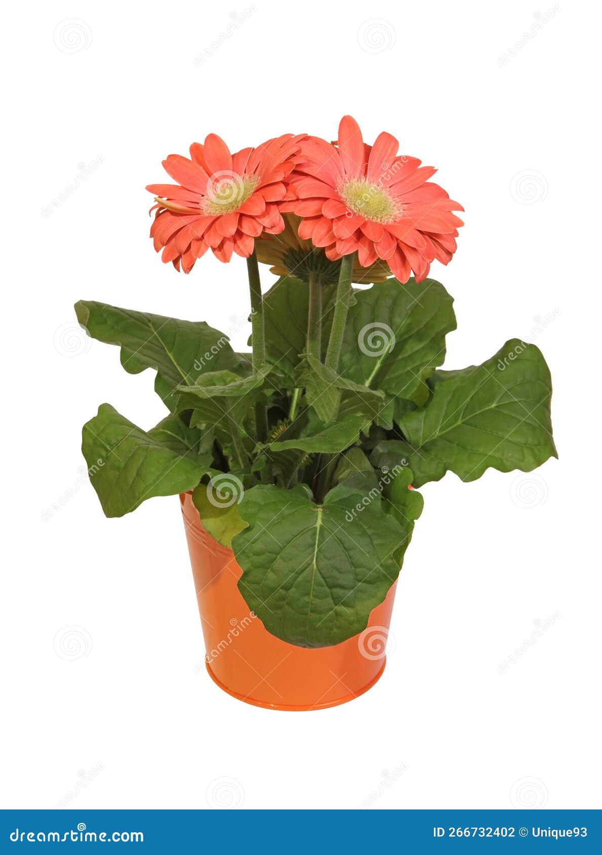 Pink gerbera in pot stock photo. Image of garden, isolated - 266732402