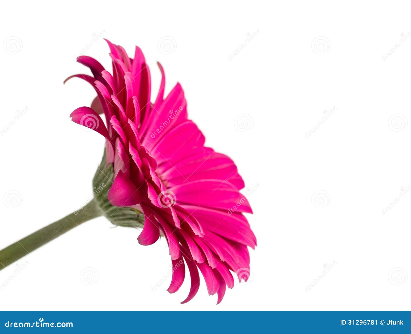 Pink Gerbera stock image. Image of botanical, blossom - 31296781