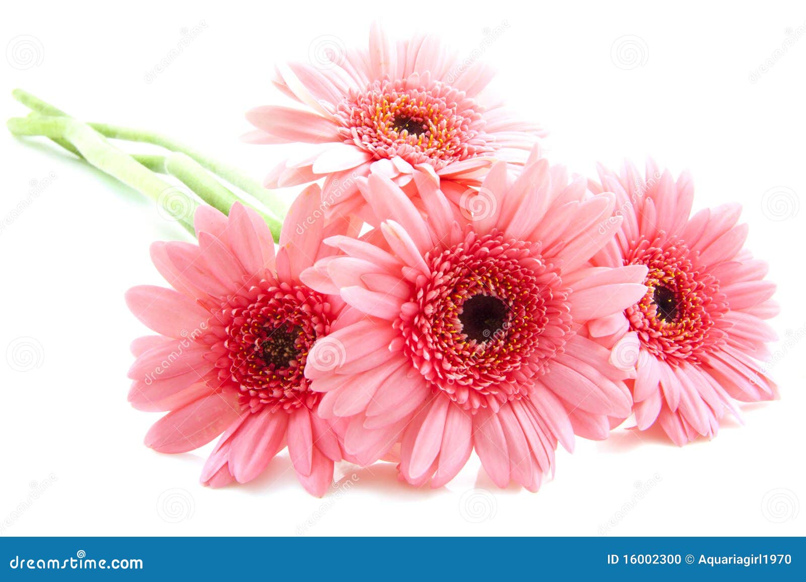 Pink gerberaÂ´s stock photo. Image of beautiful, flora - 16002300