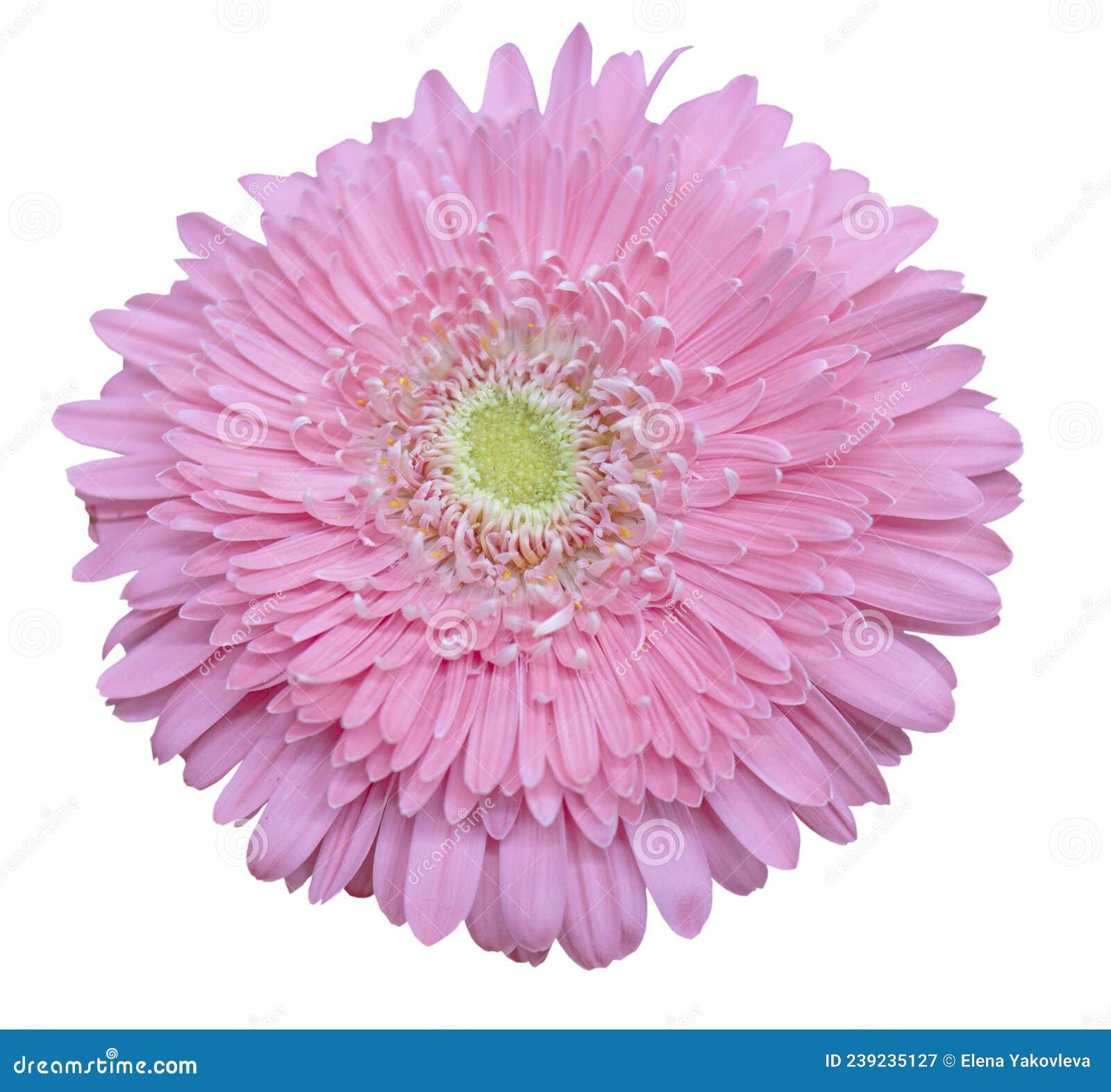 Pink Gerbera on a White Isolated Background Stock Image - Image of ...