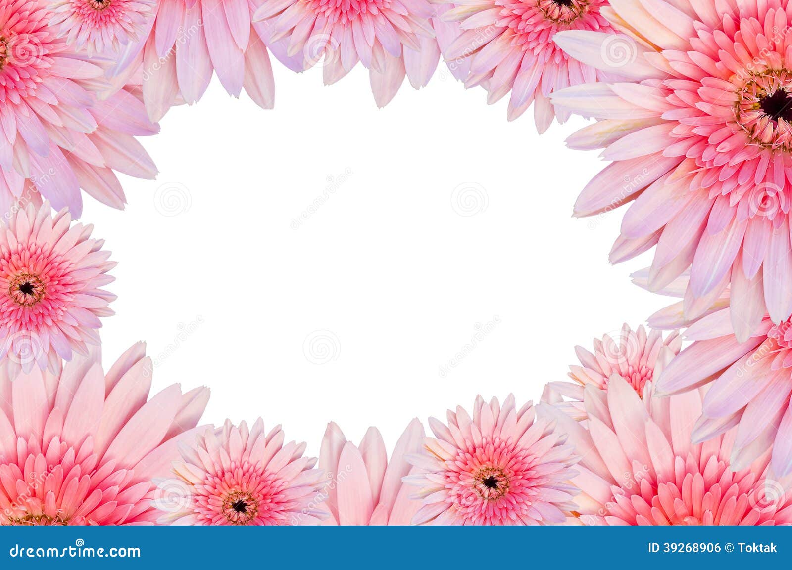 Pink gerberas border frame stock photo. Image of flower - 39268906