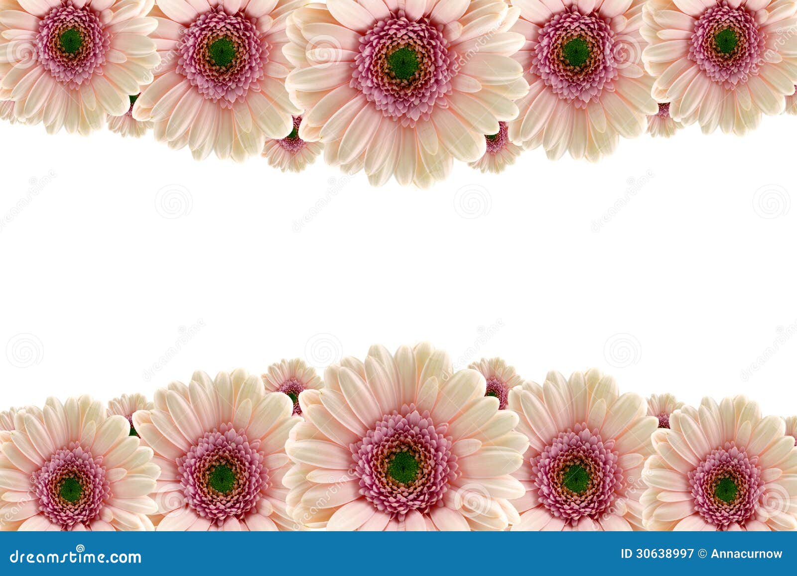 Pink Gerberas stock image. Image of pink, blooms, daisy - 30638997