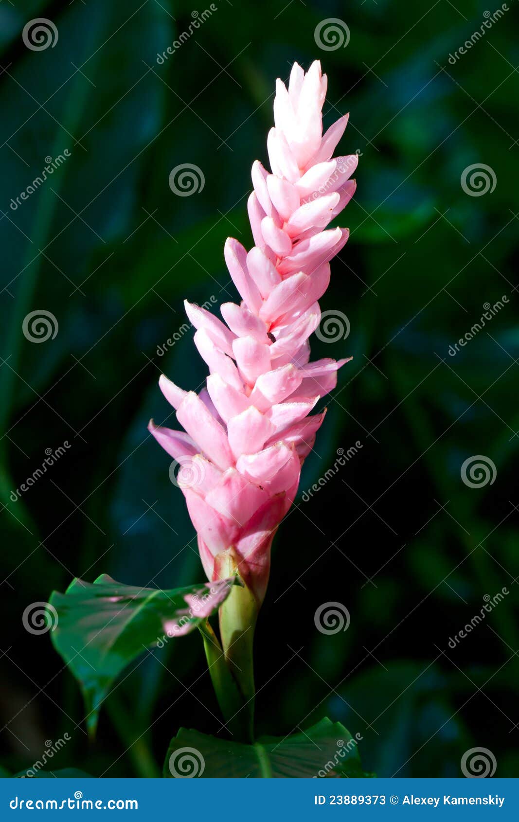 Pink ginger stock image. Image of garden, exotic, blooming - 23889373