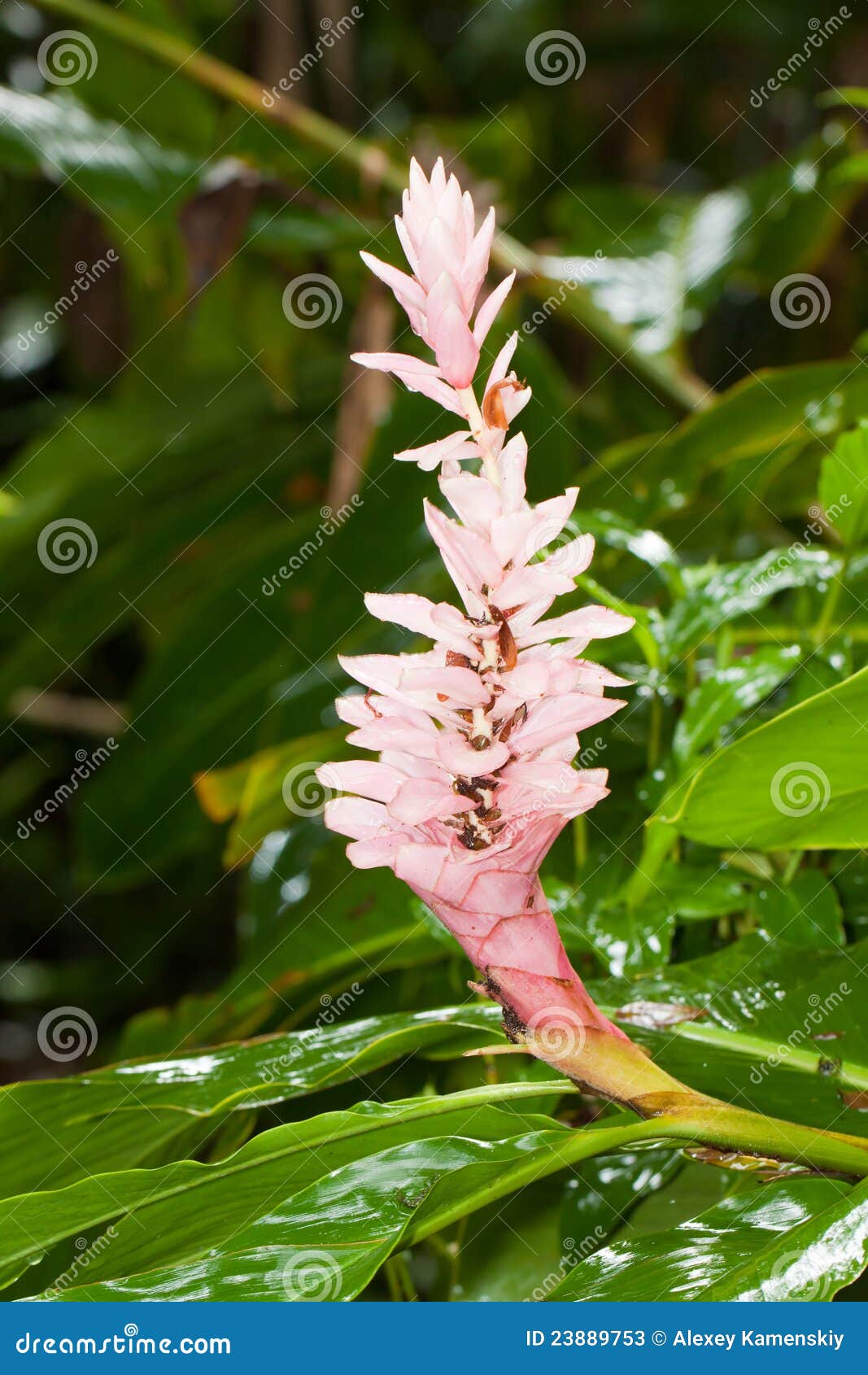 Pink ginger stock image. Image of love, paradise, passion - 23889753