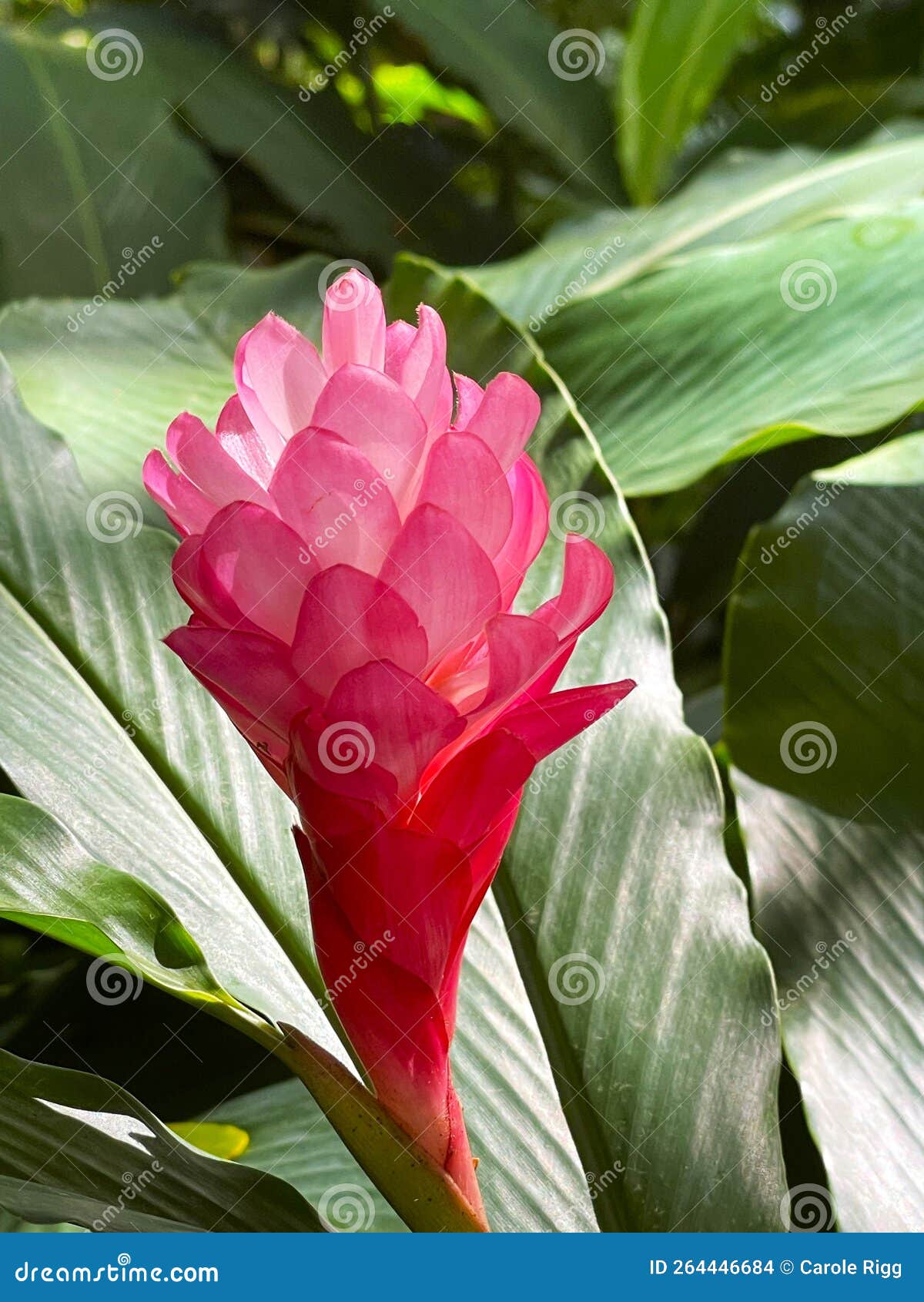 Stunning Hawaiian Pink Ginger Stock Photo - Image of green, variegated ...
