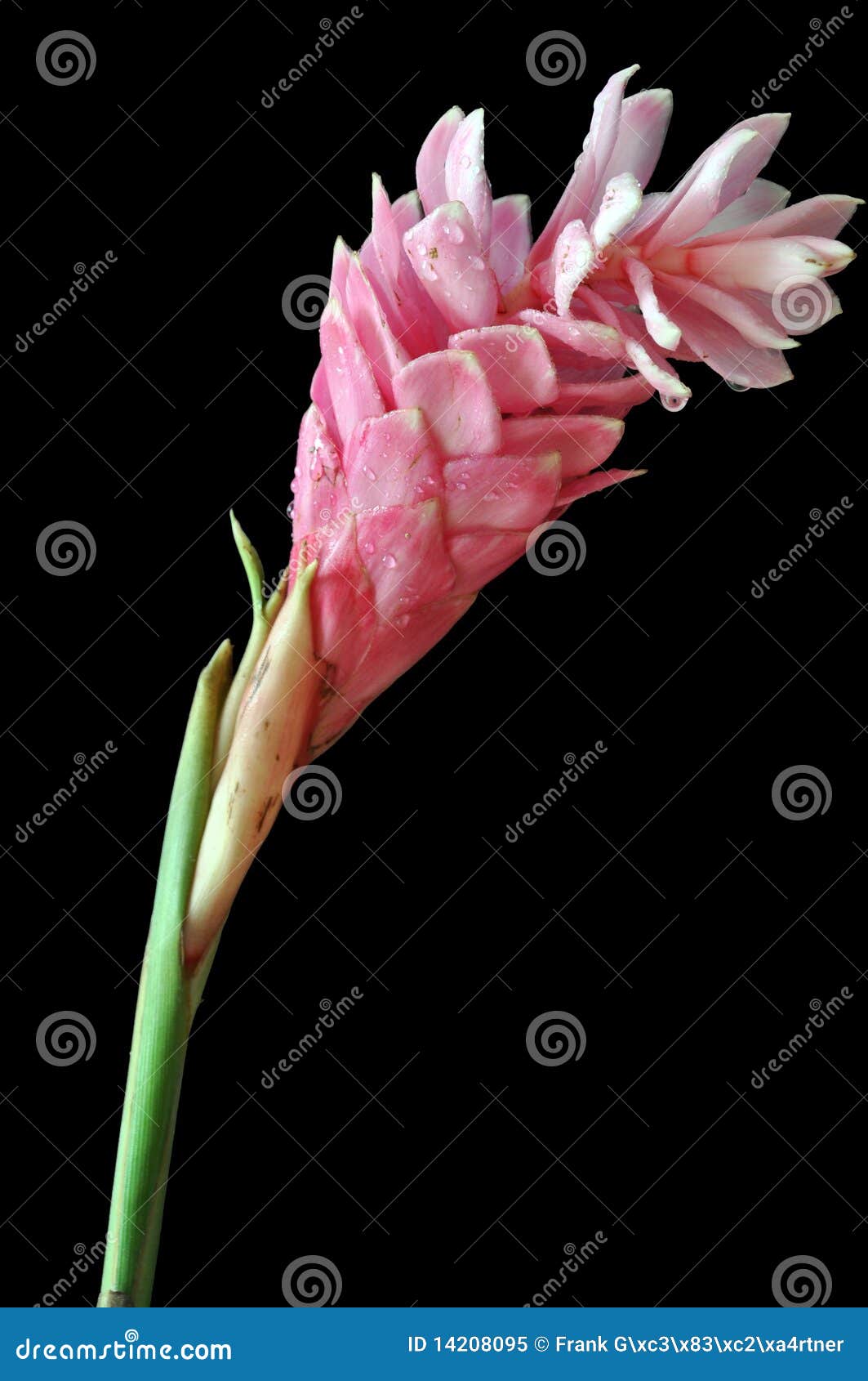 Pink Ginger Scientific Name: Alpinia Purpurata `Eileen Macdonald Stock ...