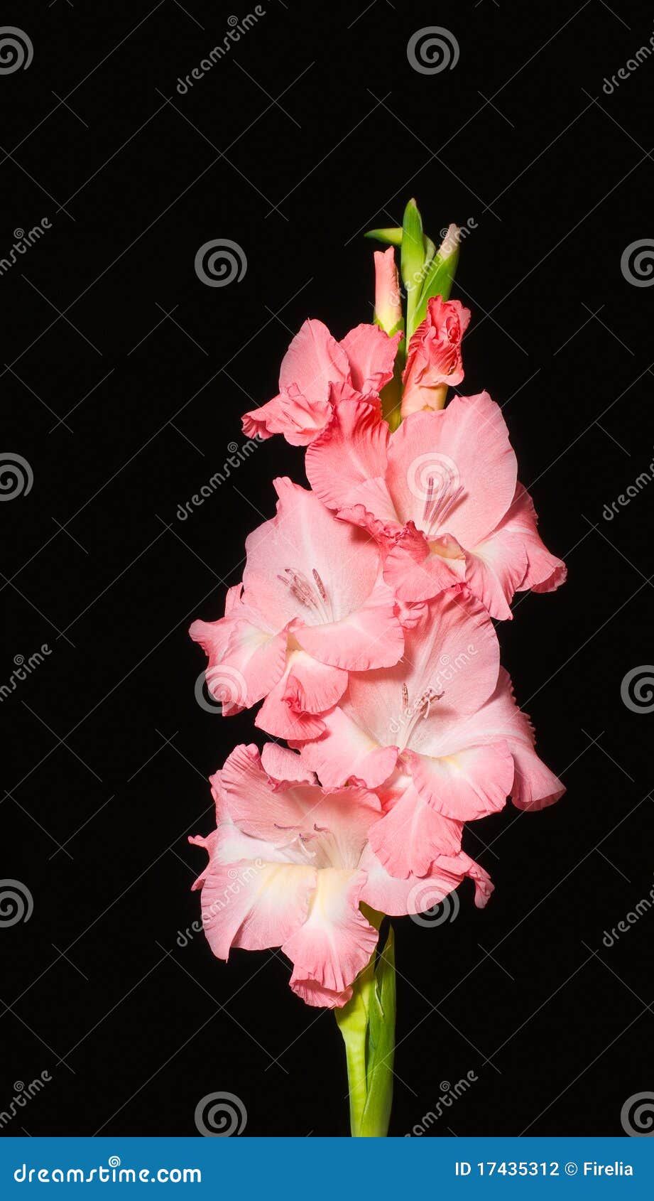 Pink gladiolus closeup stock photo. Image of green, spring - 17435312