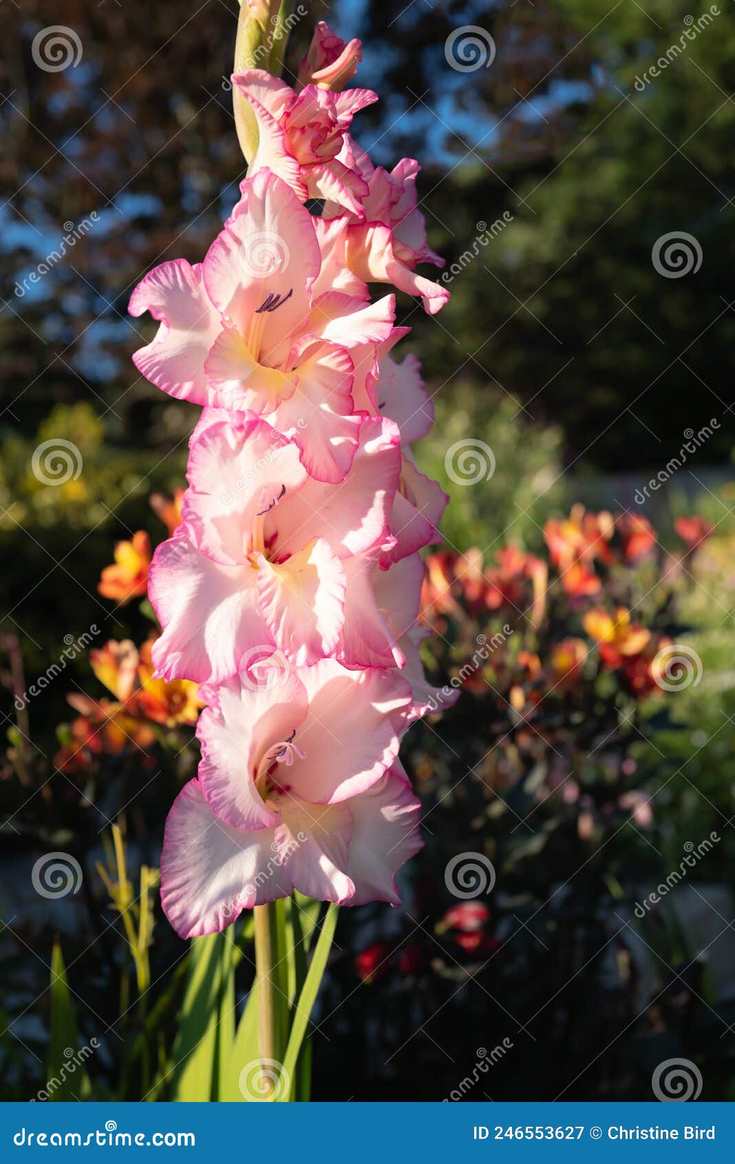 Pink Gladiolus Flower, Freshly Bloomed in the the Sunshine Stock Image ...