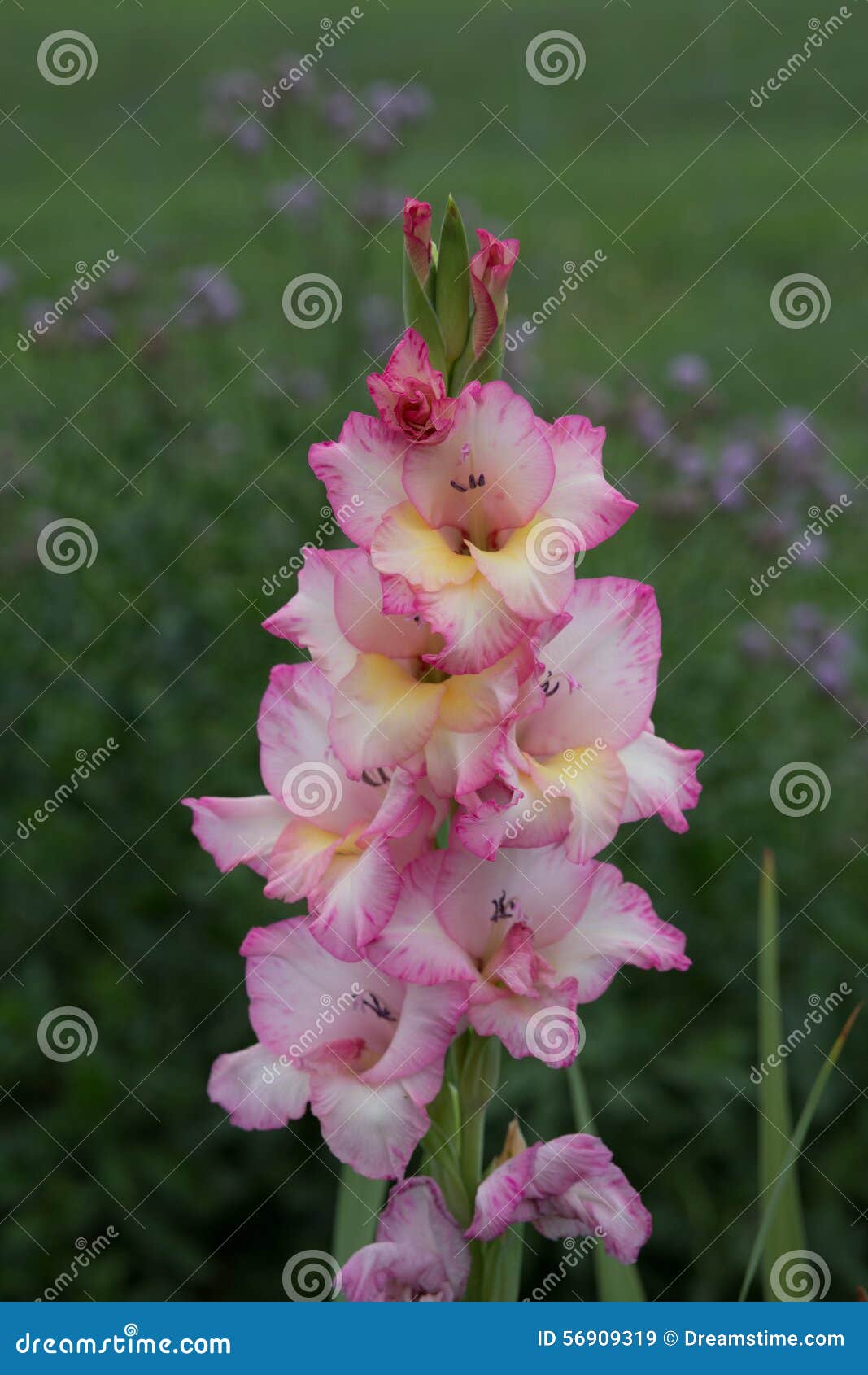 Pink Gladiolus Flower on a Green Backround - Stock Image Stock Image ...
