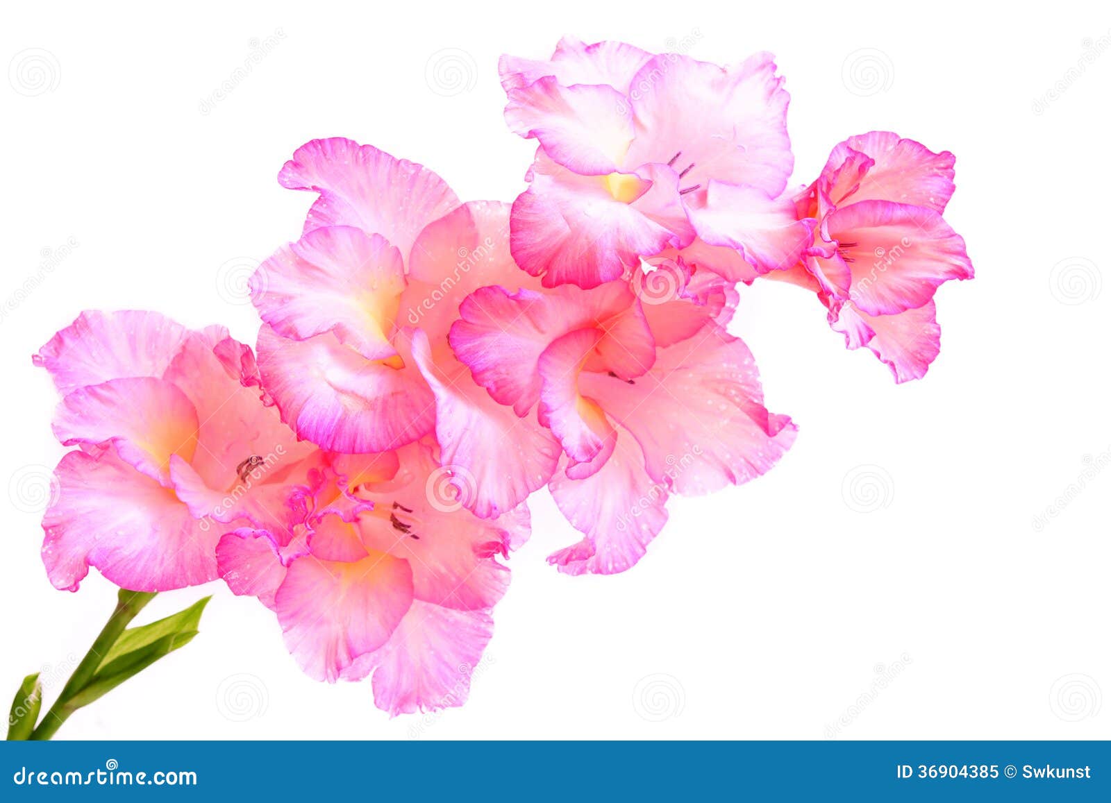 Pink gladiolus flowers . stock image. Image of isolated - 36904385