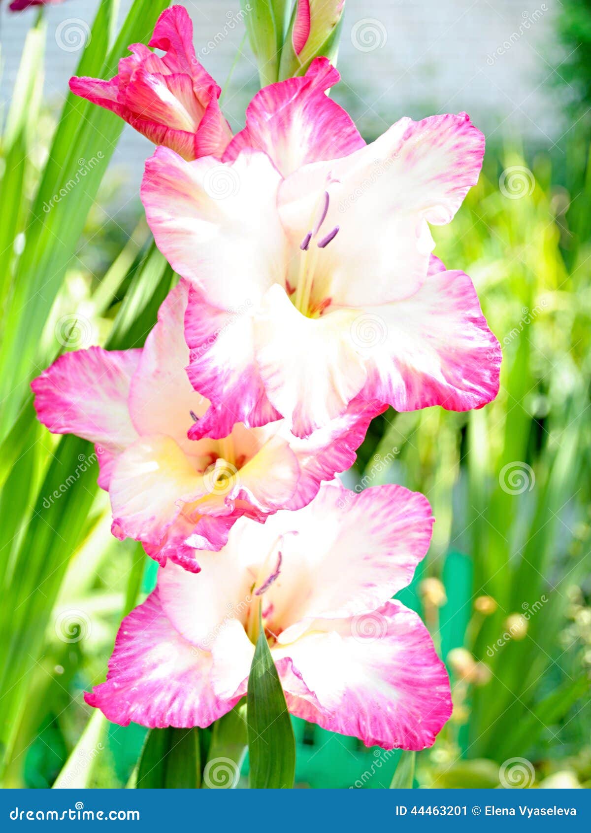 Pink gladiolus in garden stock image. Image of bouquet - 44463201