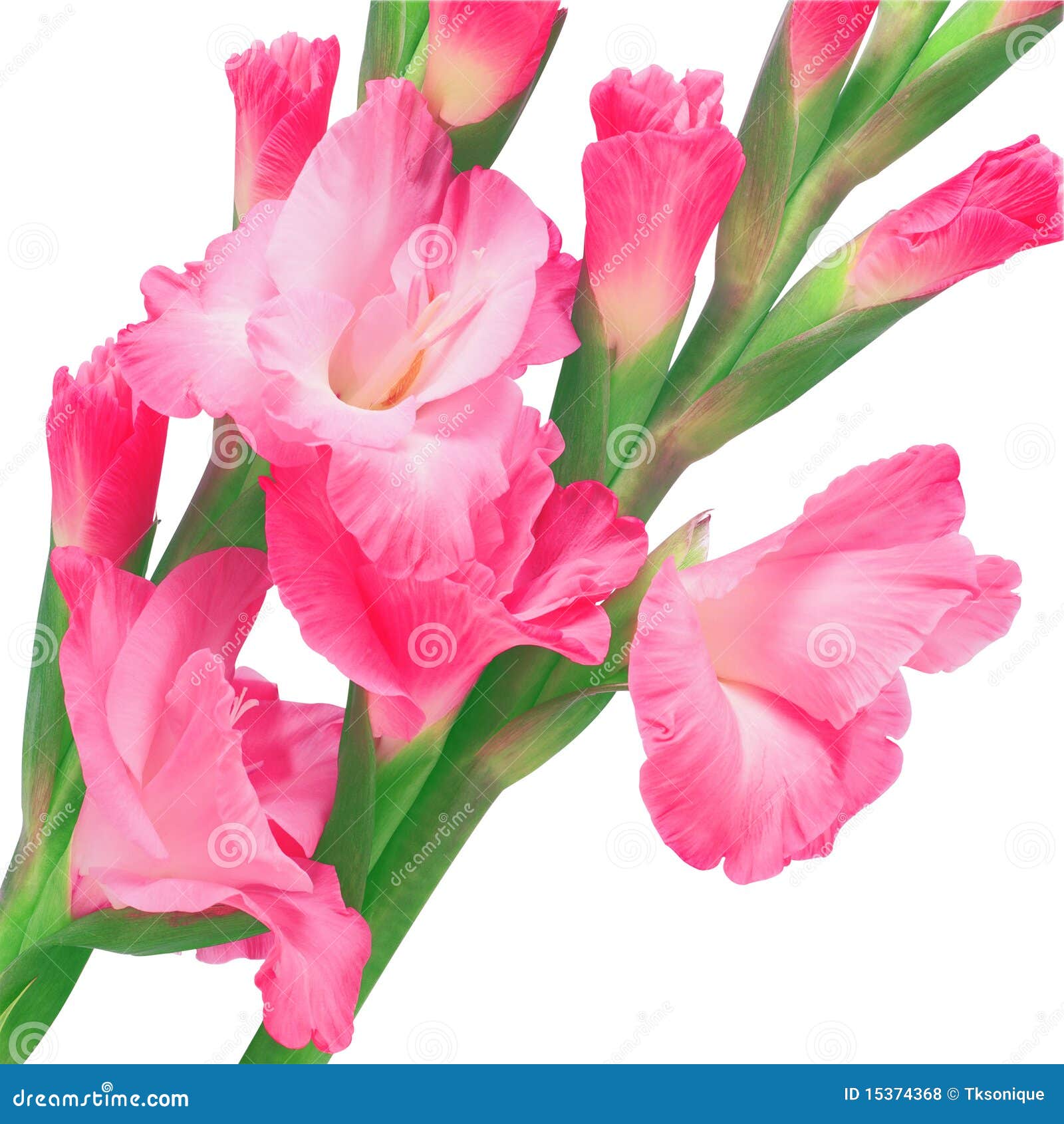 Pink Gladiolus Isolated on White Stock Photo - Image of fragility ...