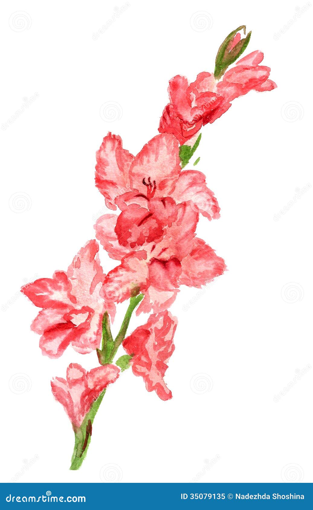 Gladiolus August Birth Flower Drawing, Outline Gladiolus Drawing ...