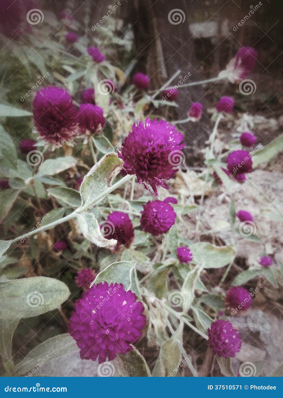 Pink globe amaranth flower stock image. Image of romance - 37510571