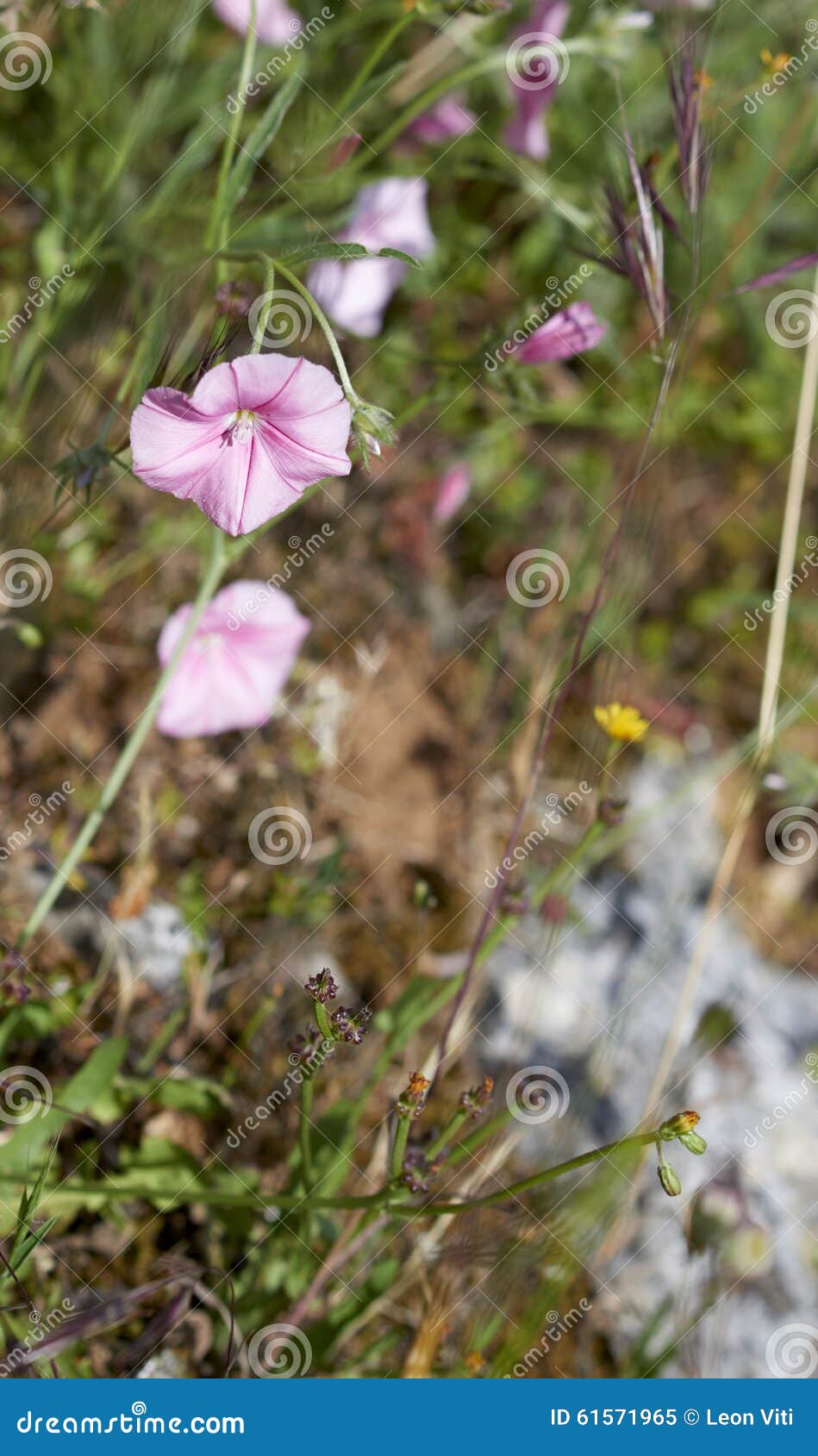 Pink glory flowers stock image. Image of nature, leaf - 61571965
