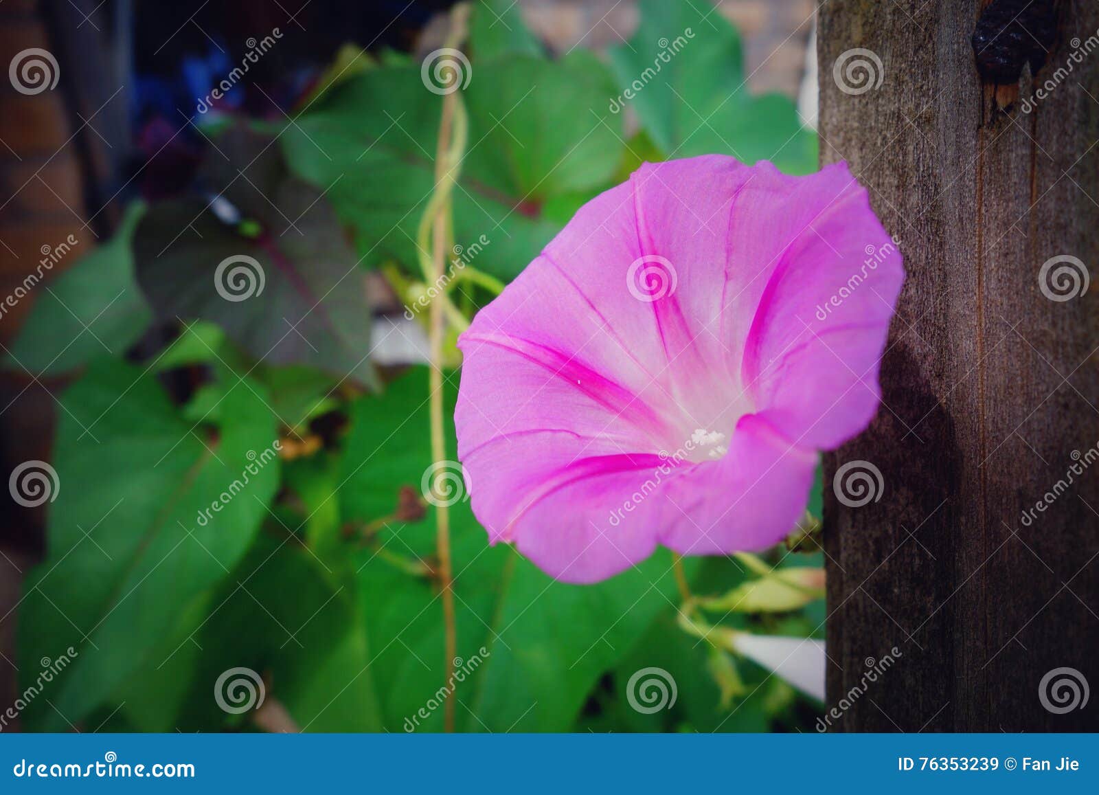 Pink glory stock image. Image of morning, pink, glory - 76353239