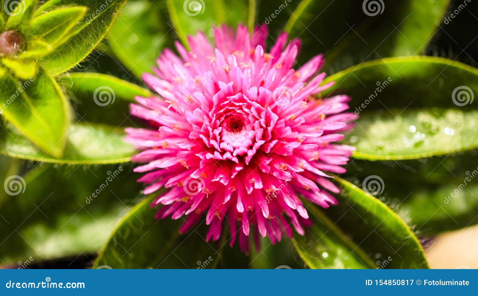 Pink Gomphrena Flower stock image. Image of bloom, garden - 154850817
