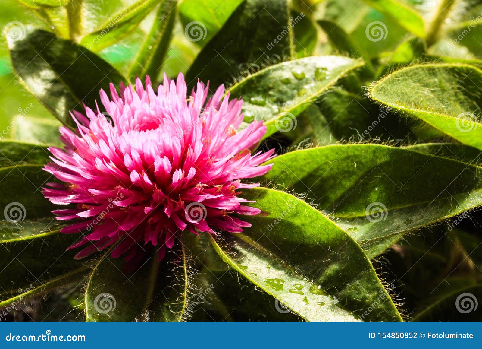 Pink Gomphrena Flower stock photo. Image of beautiful - 154850852