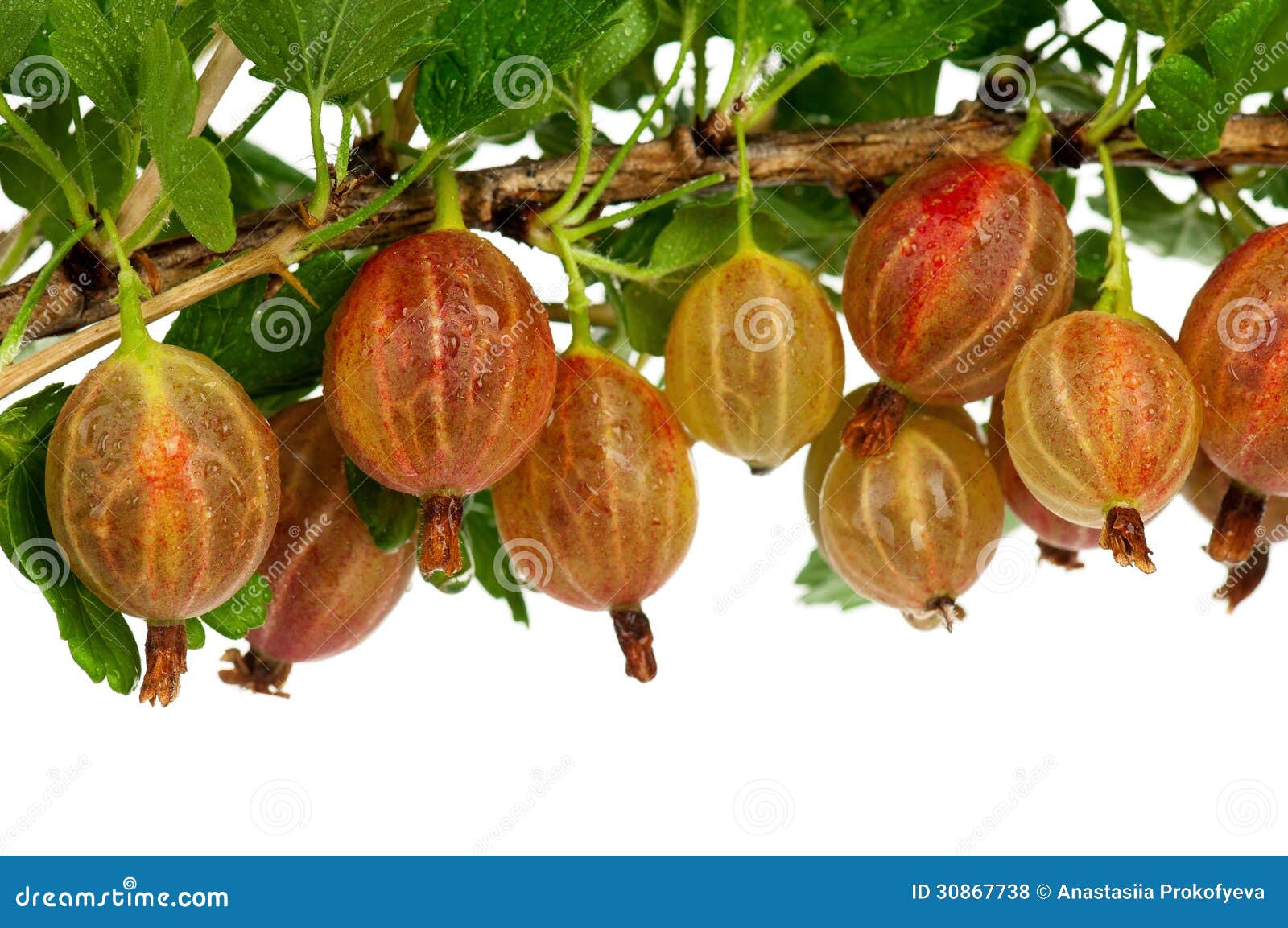 Pink gooseberries stock photo. Image of mature, healthy - 30867738