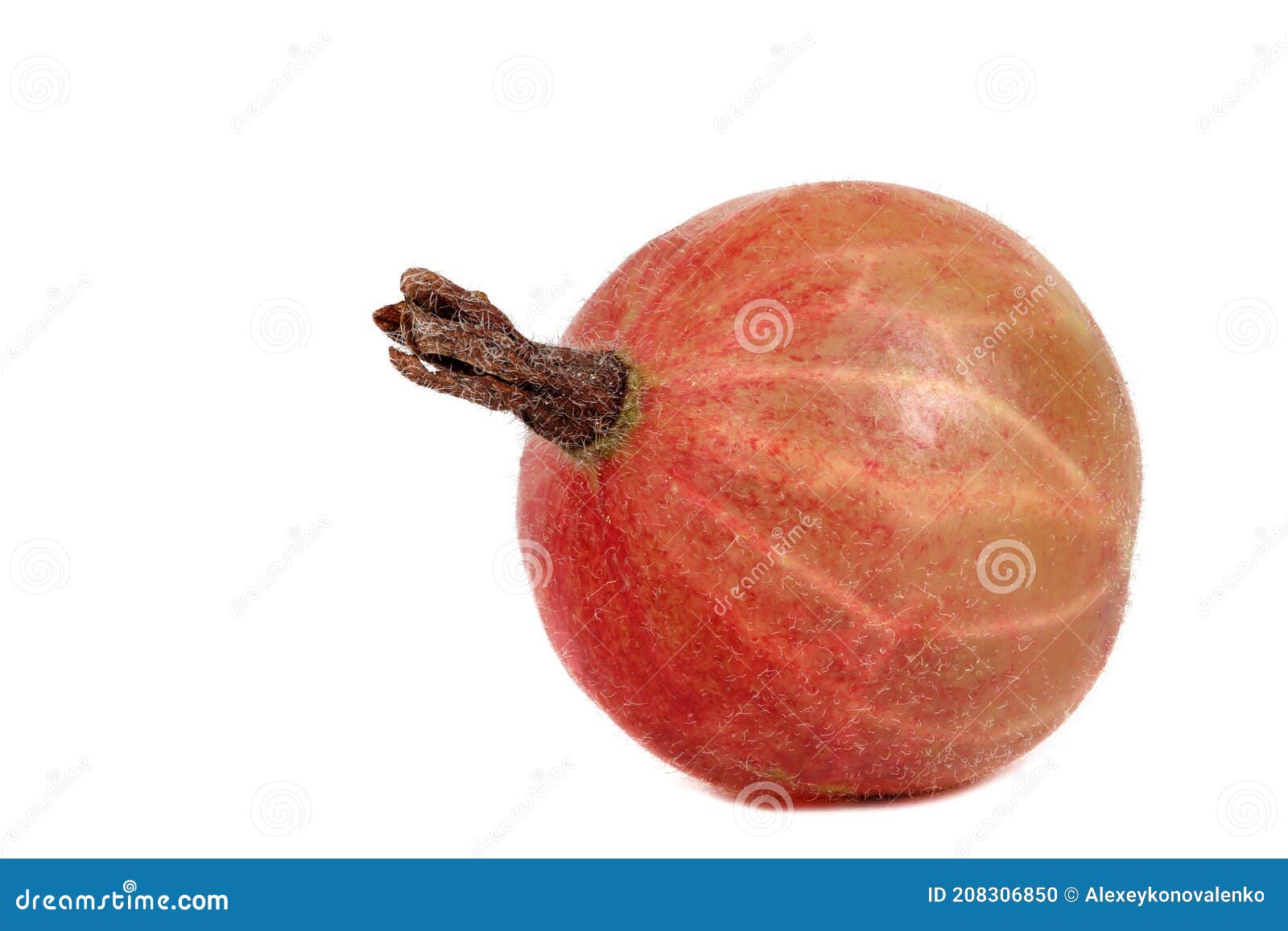 Pink Gooseberry Isolated on White Stock Photo - Image of organic ...