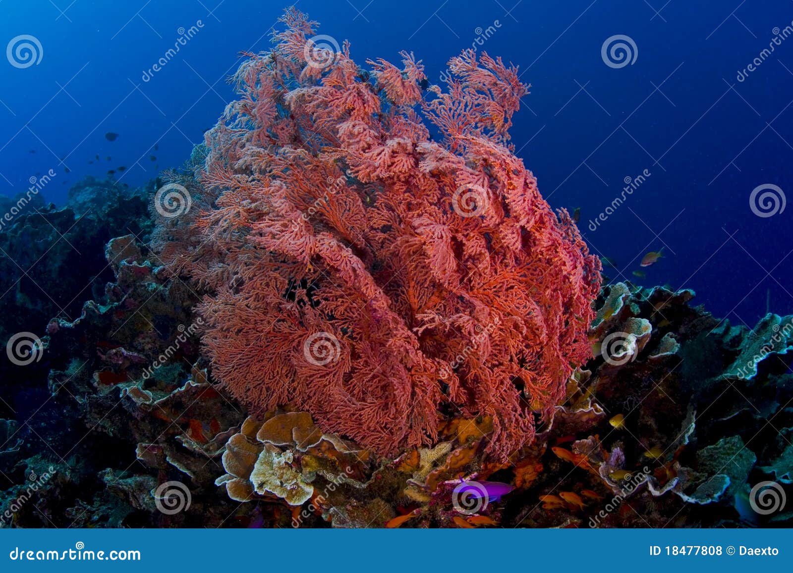 Pink Gorgonian Sea Fan with Fish Stock Photo - Image of environment ...