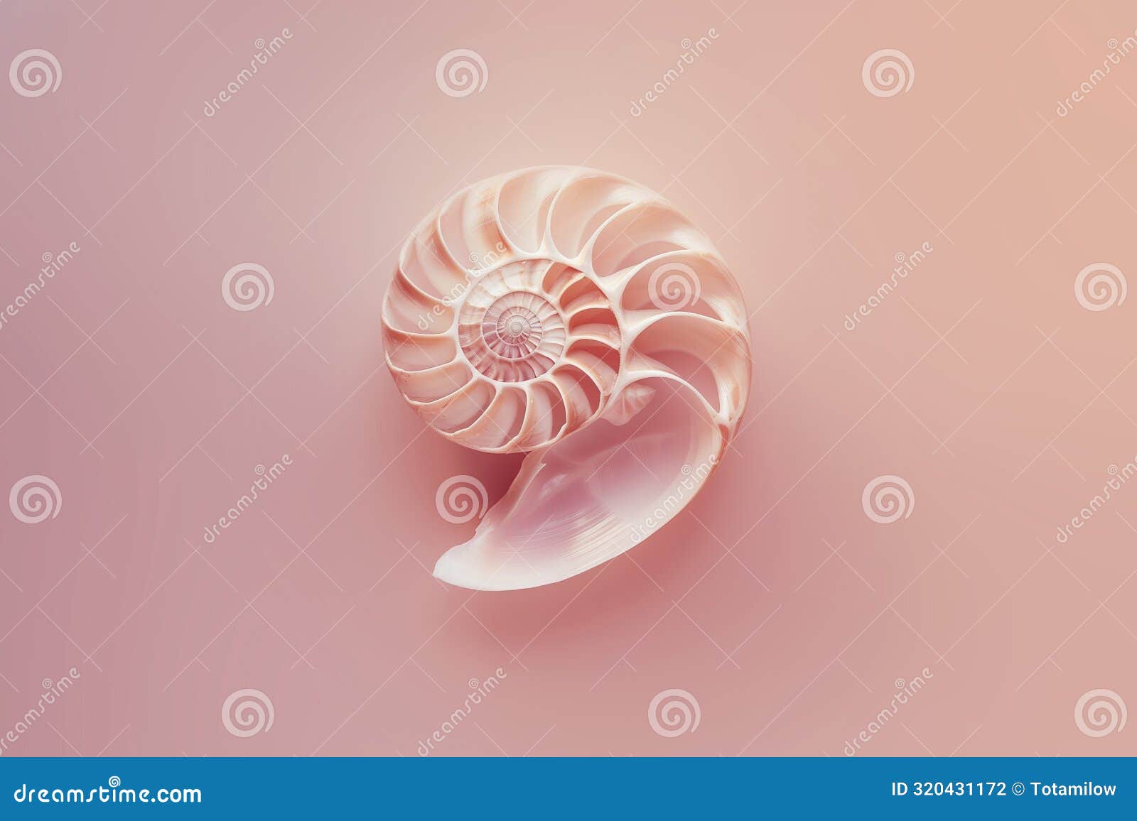 A Pink Gradient Background with an Overhead View of the Nautilus Shell ...