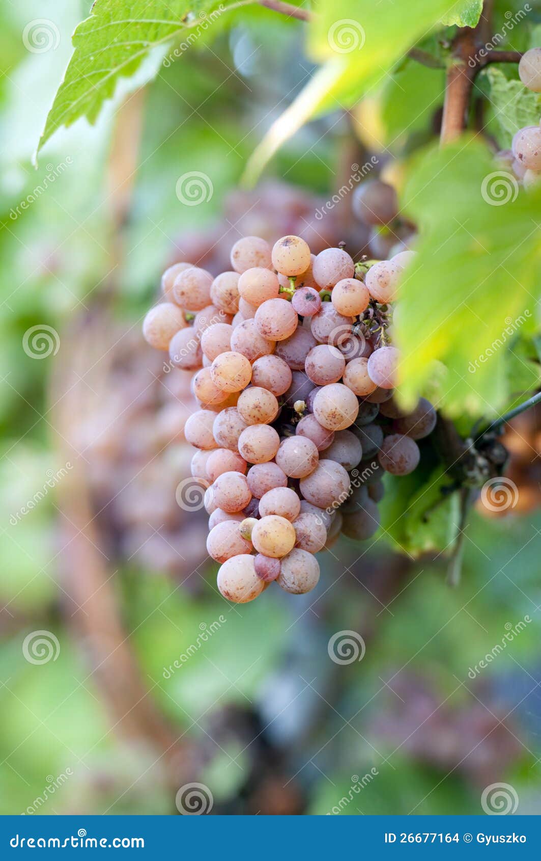 Pink grape stock photo. Image of organic, fresh, crop - 26677164