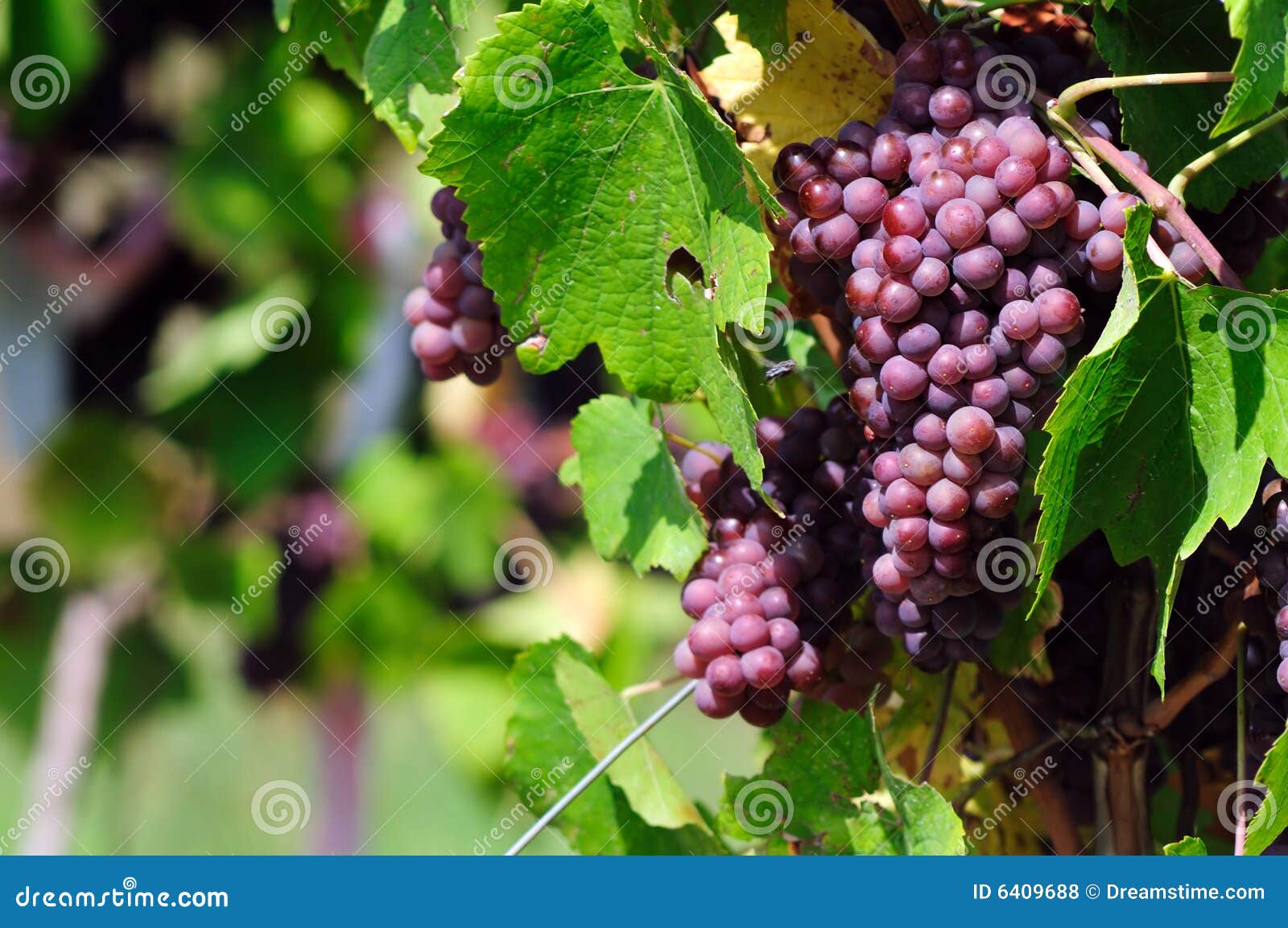 Pink grape stock photo. Image of horticulture, fermentation - 6409688