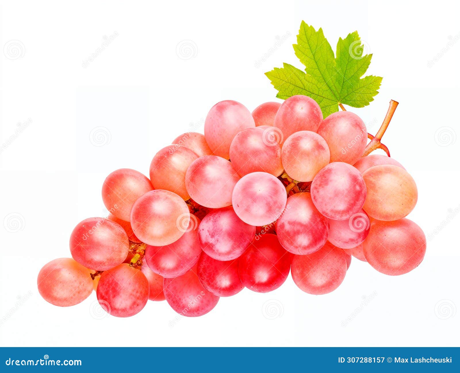 Pink Grape Bunch Isolated on White Background Stock Illustration ...