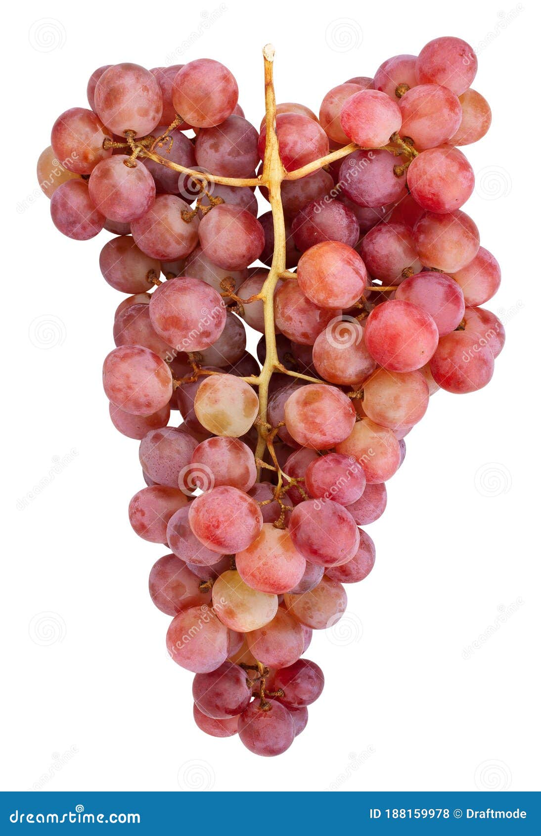 Pink grape stock photo. Image of side, nutrient, grape - 188159978
