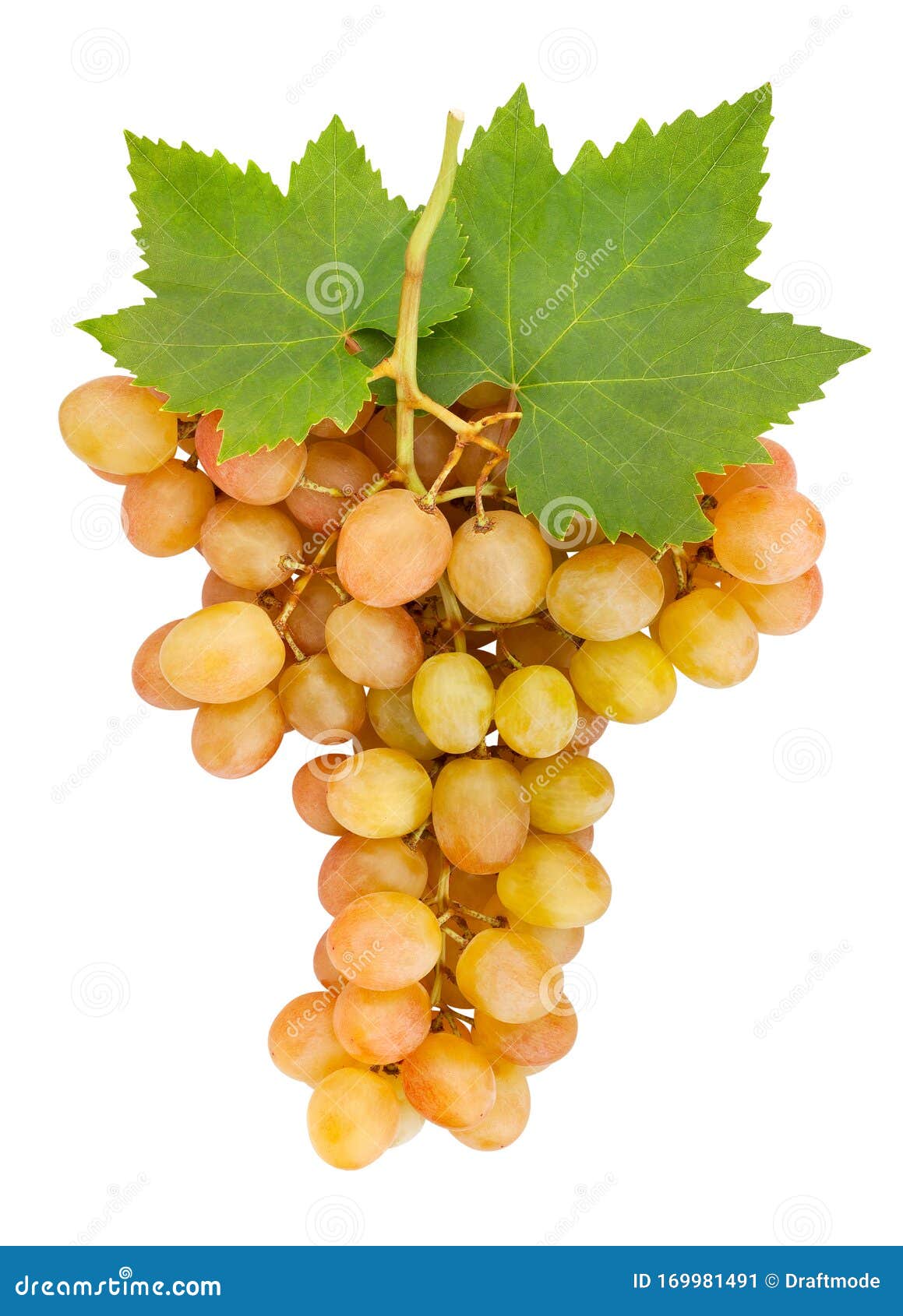 Pink grape stock image. Image of green, single, healthy - 169981491