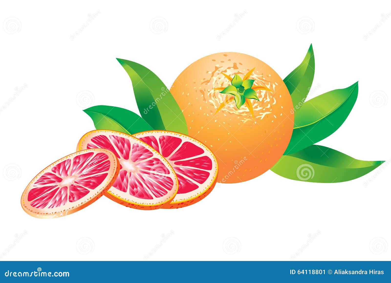 Pink Grapefruits on White Background Stock Illustration - Illustration ...
