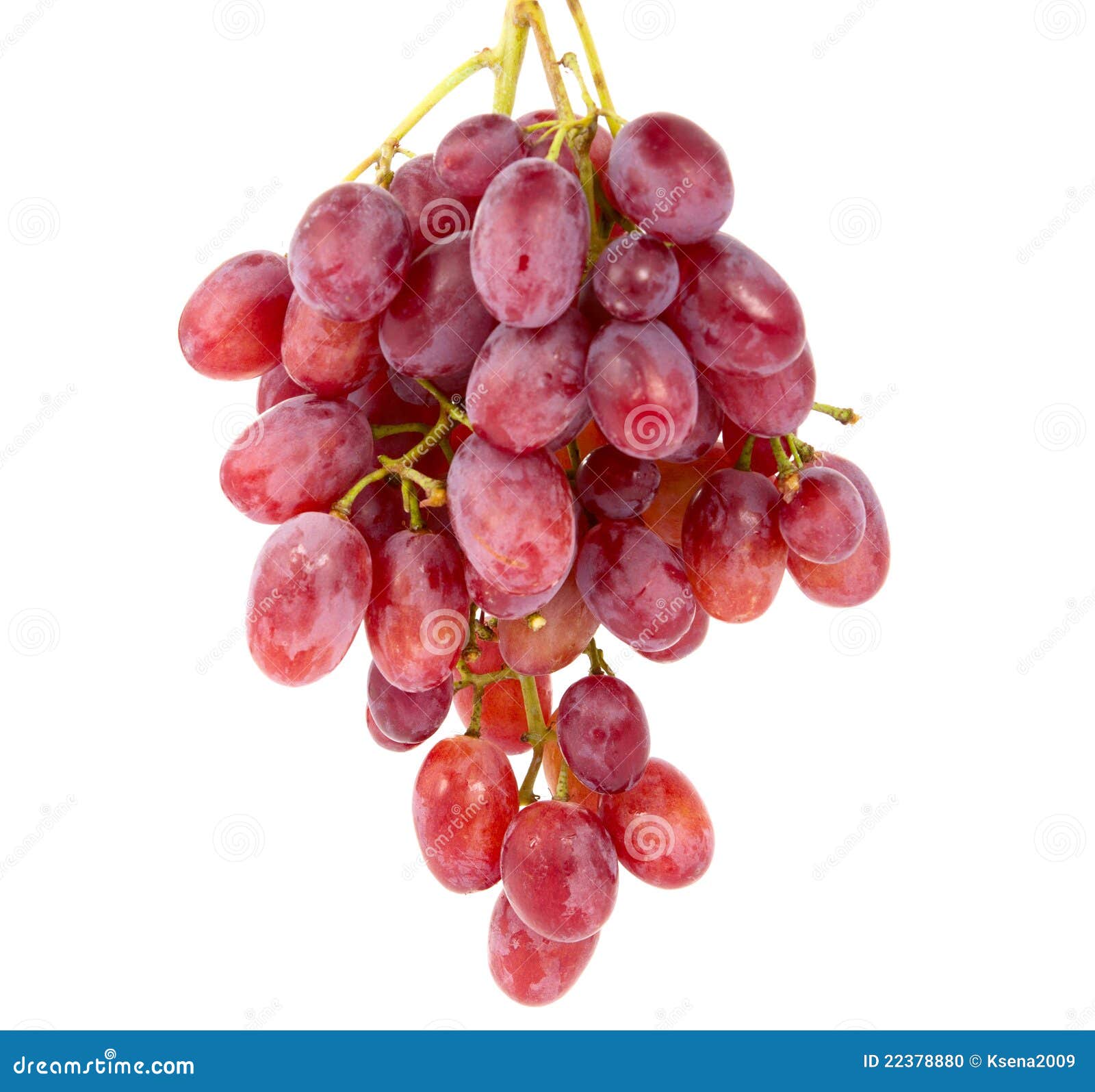 Pink grapes stock photo. Image of stem, organic, branch - 22378880