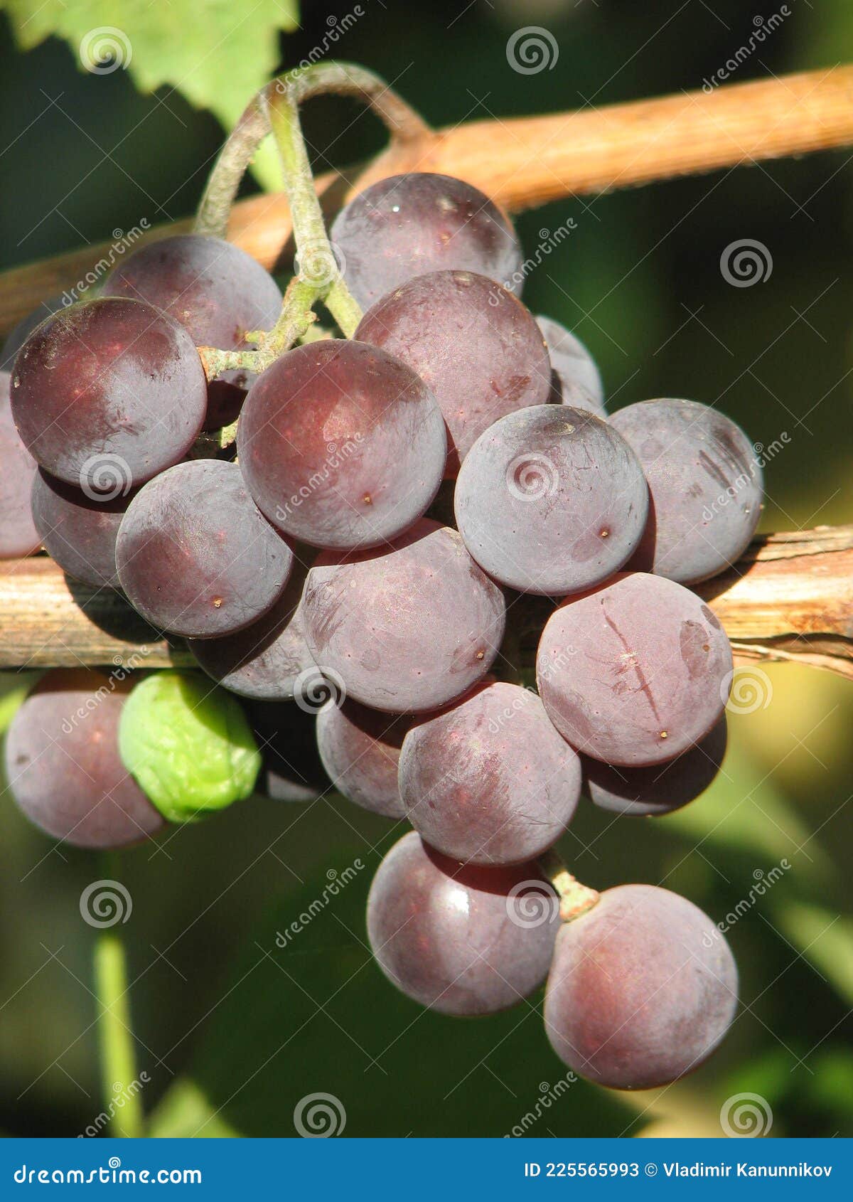 Small pink grapes stock image. Image of beautiful, small - 225565993